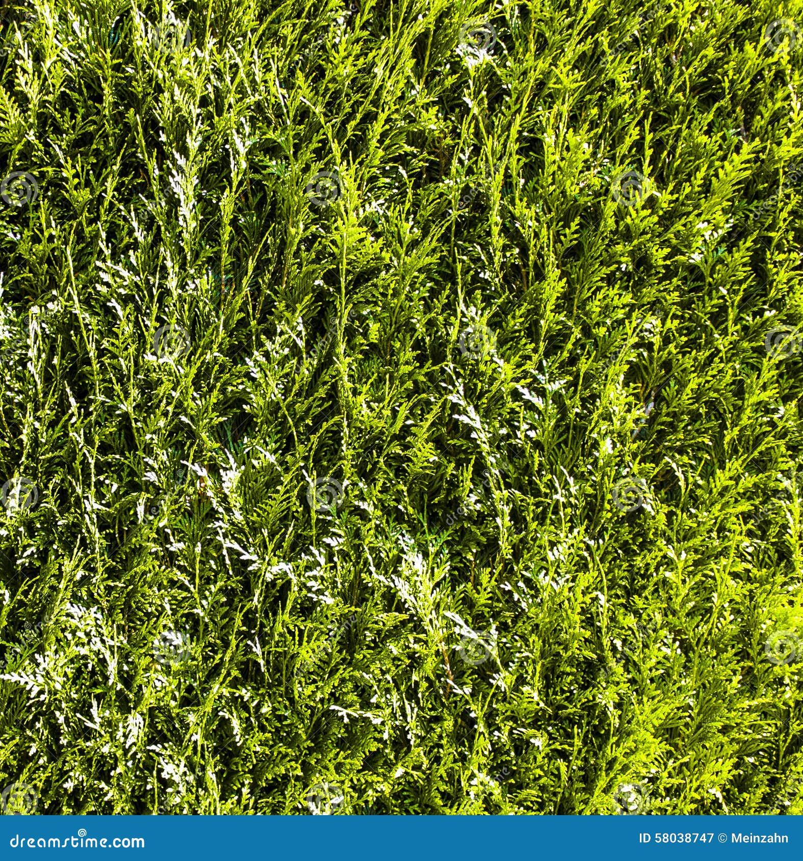 Green hedge stock image. Image of copy, blank, foliage - 58038747