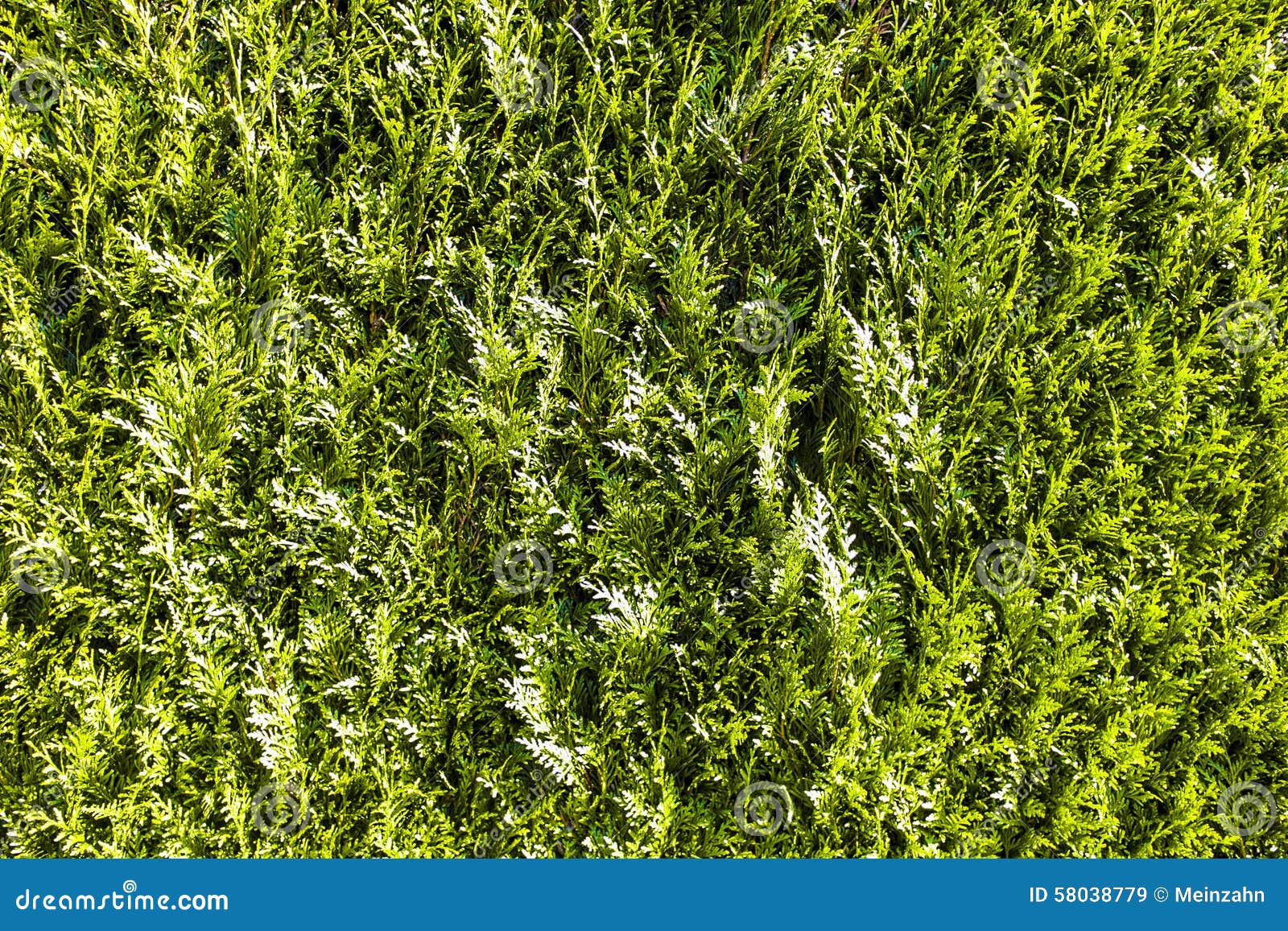 Green hedge stock image. Image of background, flora, macro - 58038779