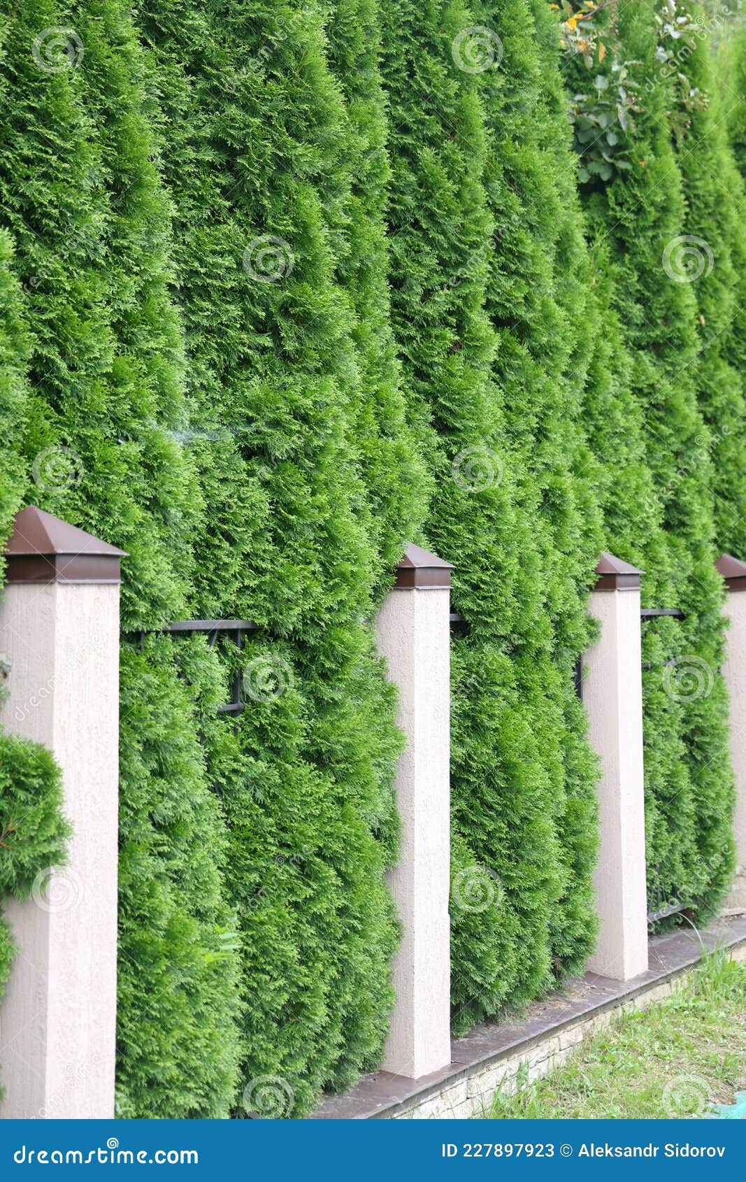 Green Hedge, Stone Fence Posts and Green Wall of Thuja, Background ...