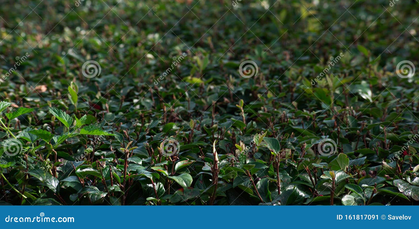 Green Hedge Surface is Macro Stock Image - Image of growth, defence ...