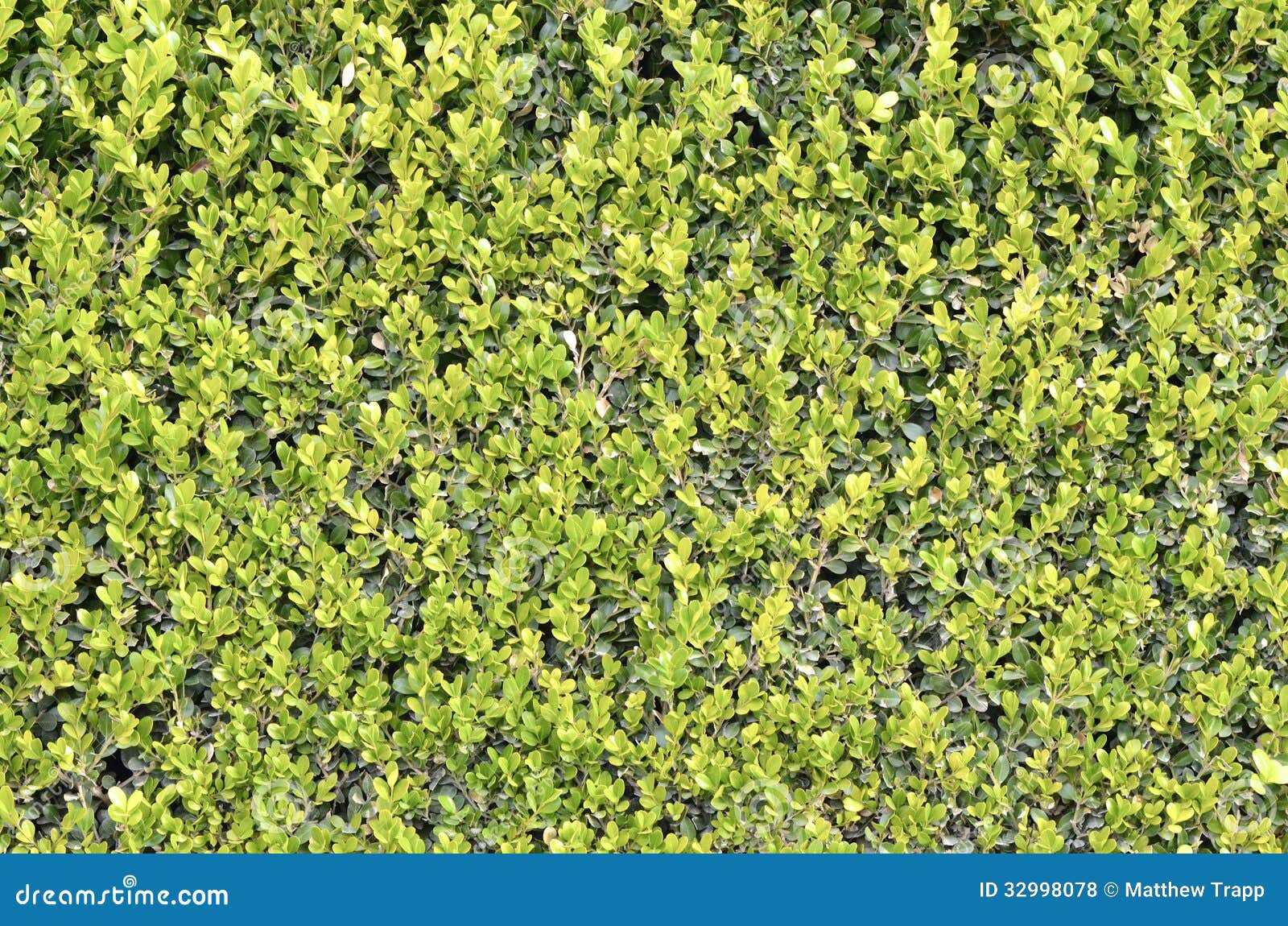 Green hedge texture stock photo. Image of detailed, leaves - 32998078