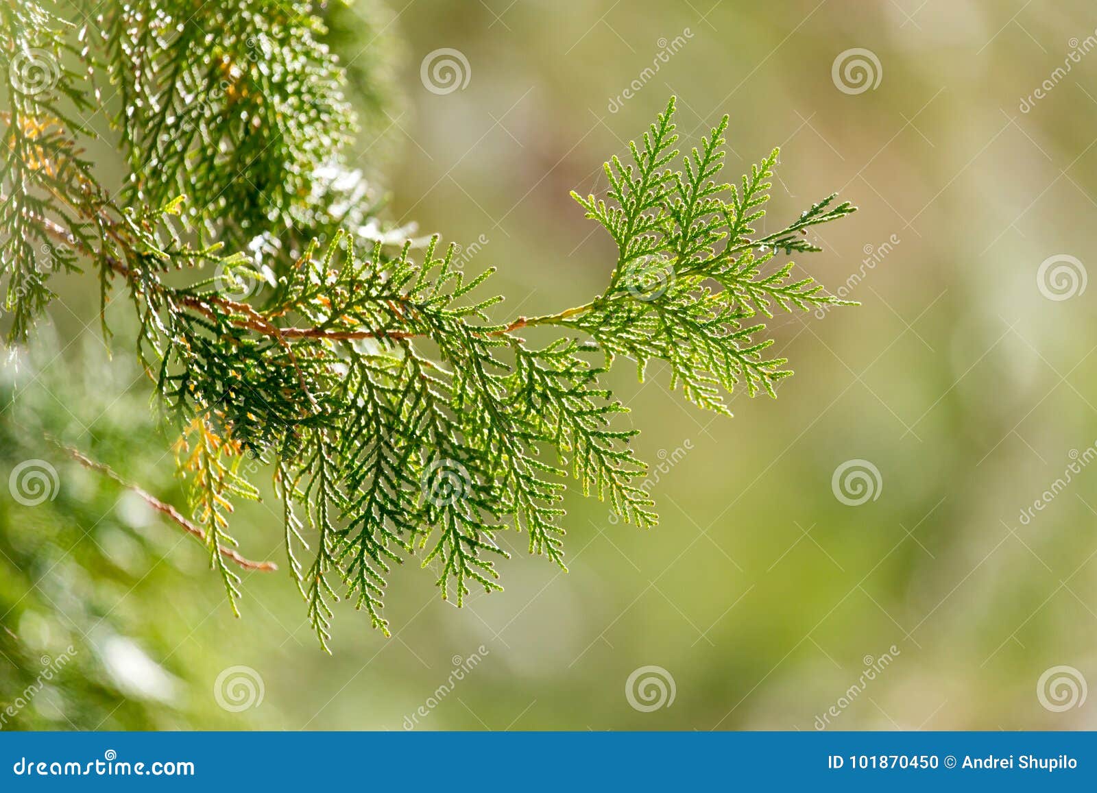 Green Hedge of Thuja Trees stock photo. Image of hedging - 101870450