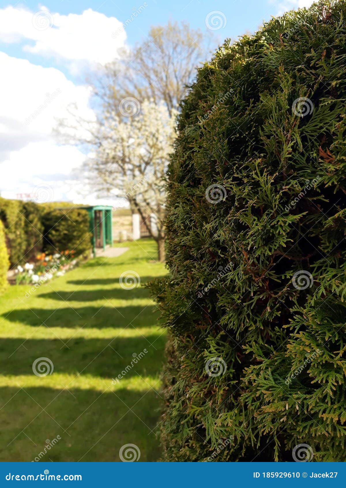 Green hedge of thuja trees stock photo. Image of thuja - 185929610