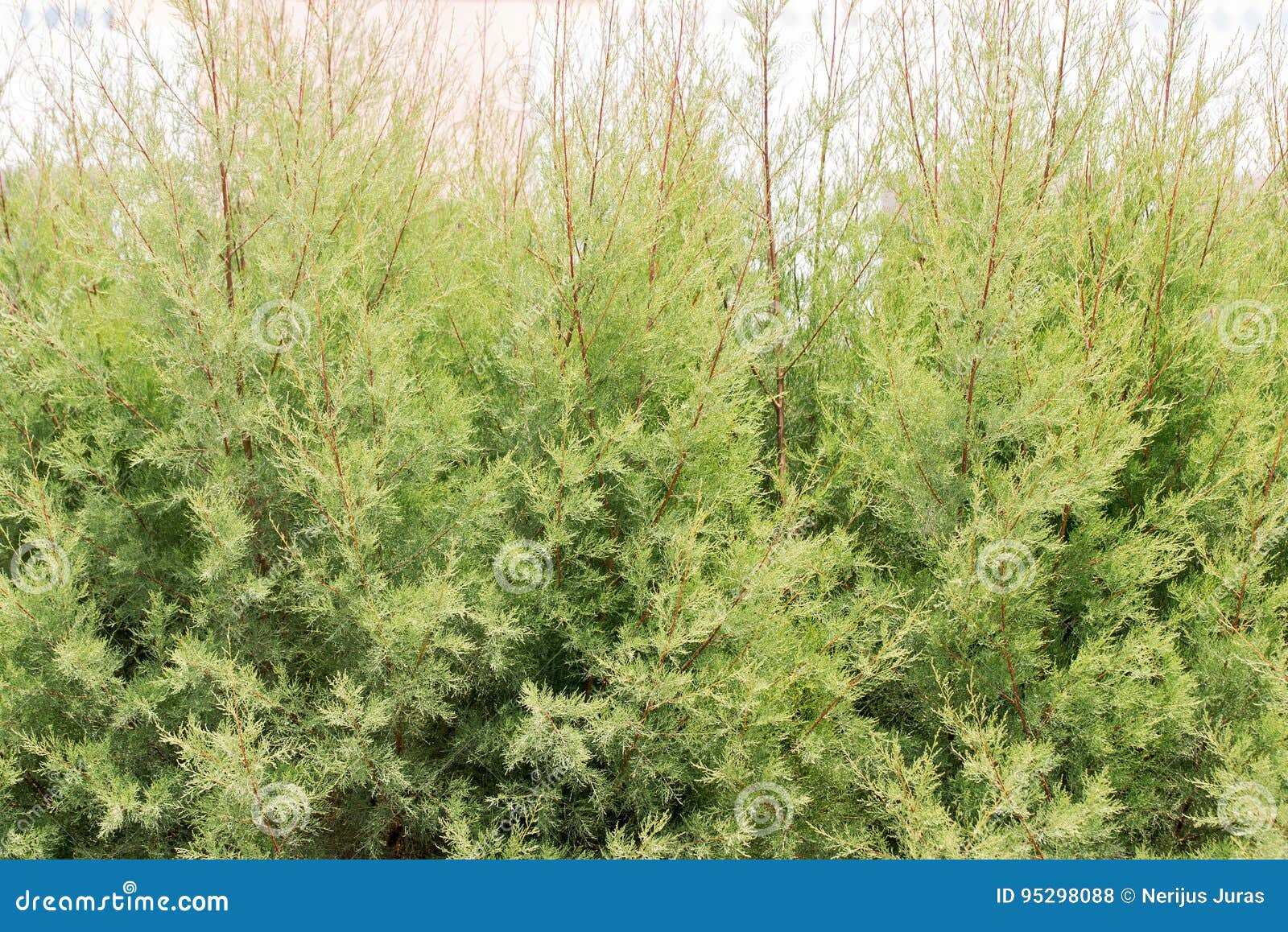 Green hedge of thuja trees stock photo. Image of foliage - 95298088