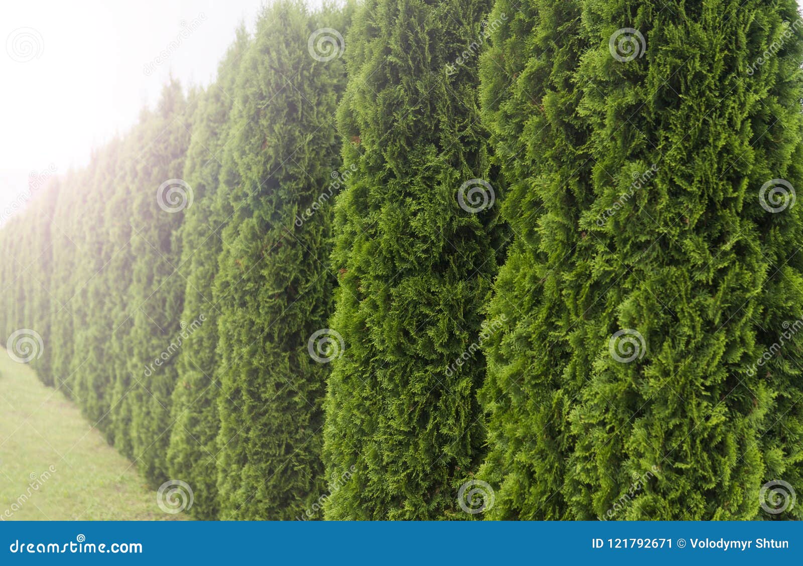 Green Hedge of Thuja Trees. Green Hedge of the Tui Tree. Nature ...