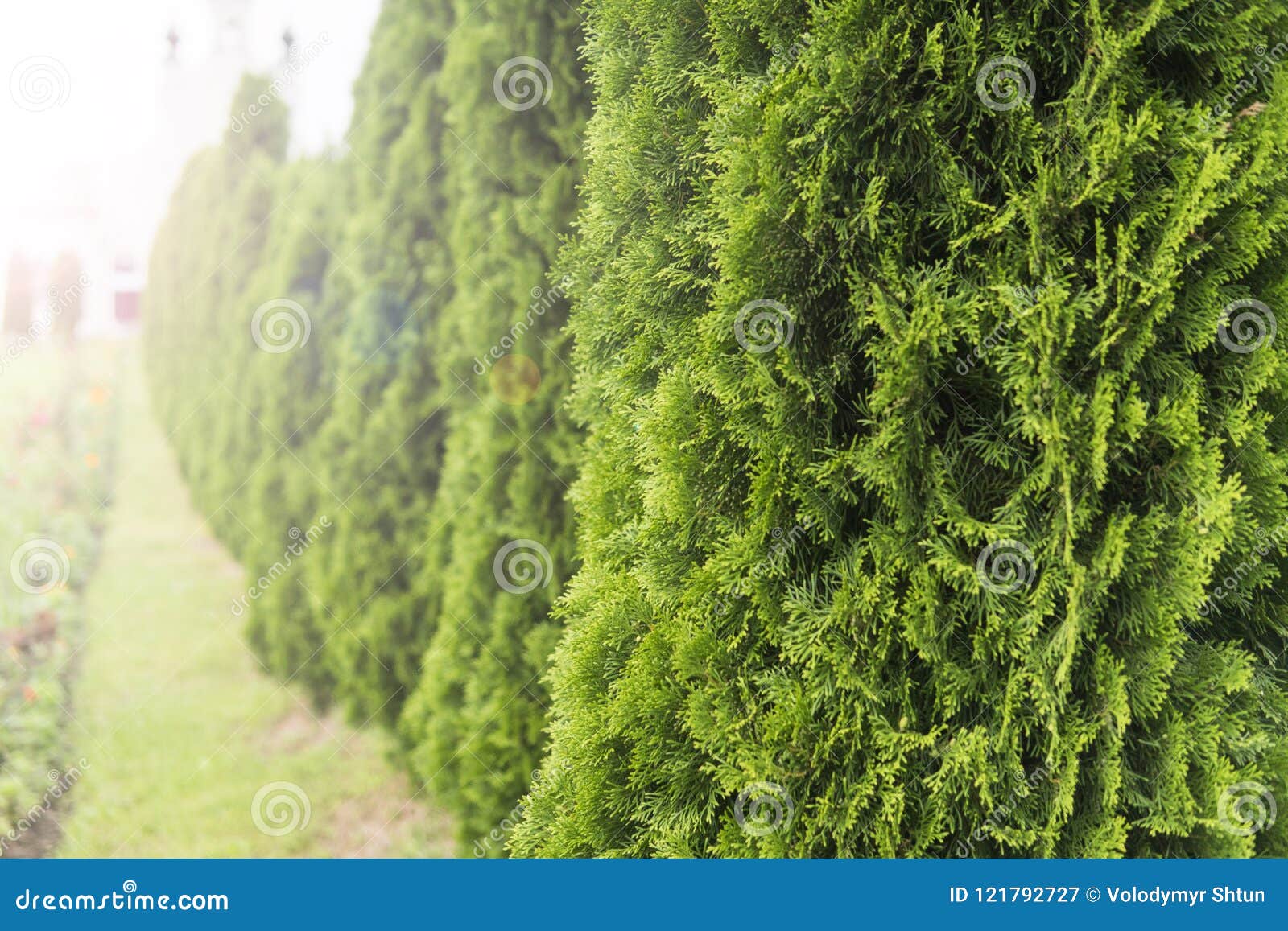 Green Hedge of Thuja Trees. Green Hedge of the Tui Tree. Nature ...