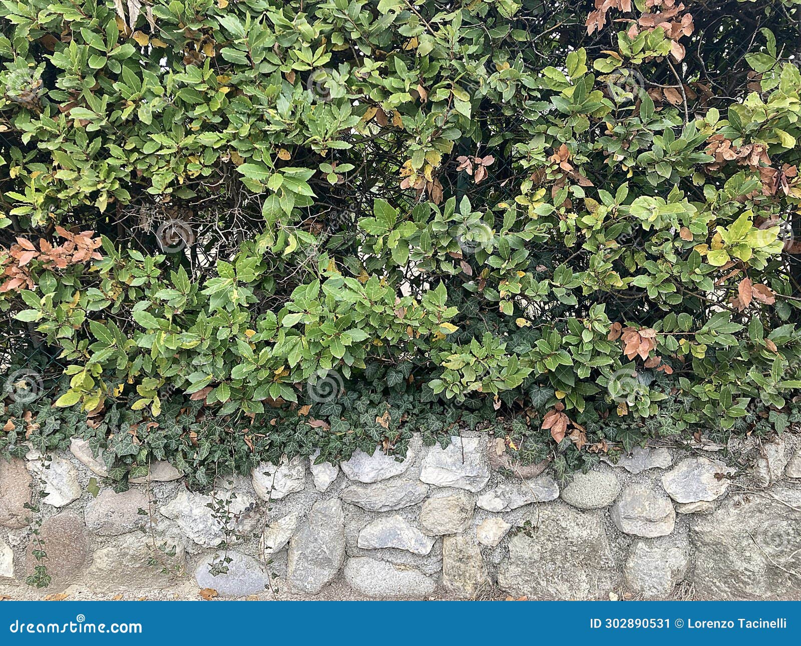 Green Hedge of Various Plants for Background or Wallpaper Image Stock ...