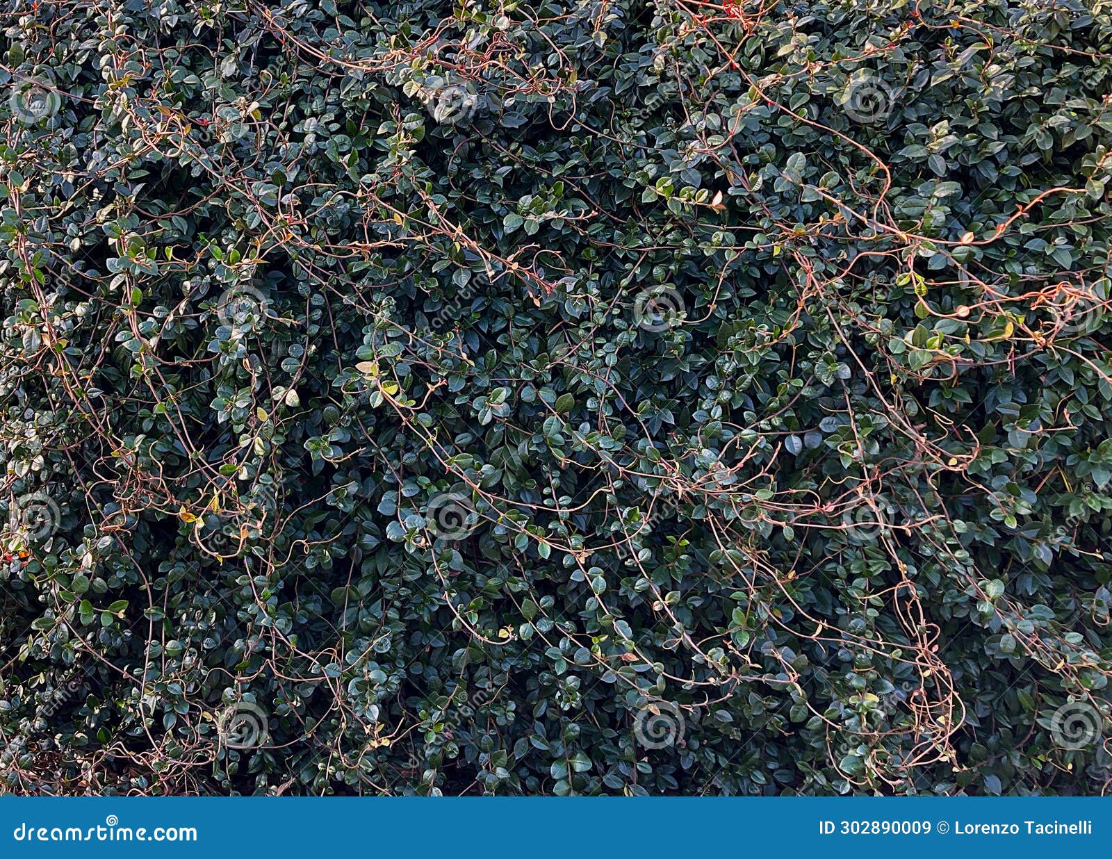 Green Hedge of Various Plants for Background or Wallpaper Image Stock ...