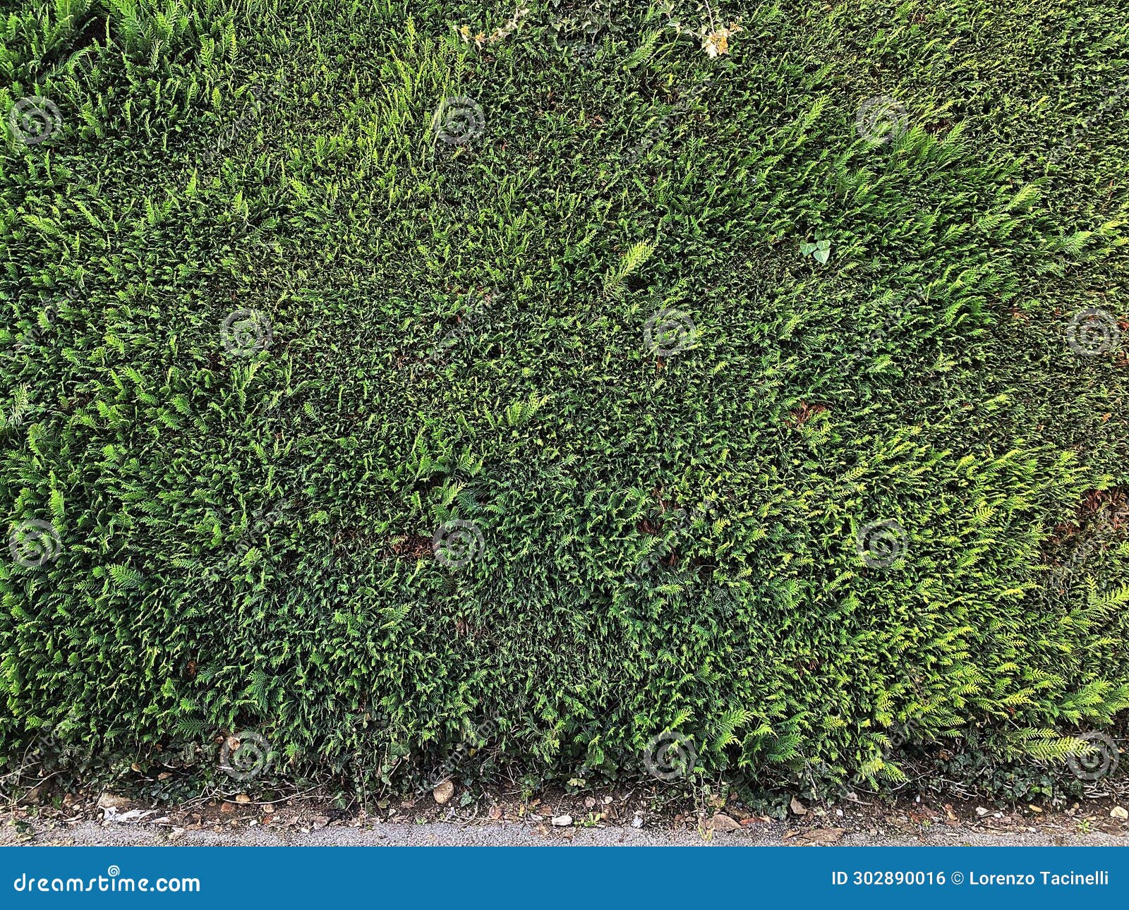 Green Hedge of Various Plants for Background or Wallpaper Image Stock ...