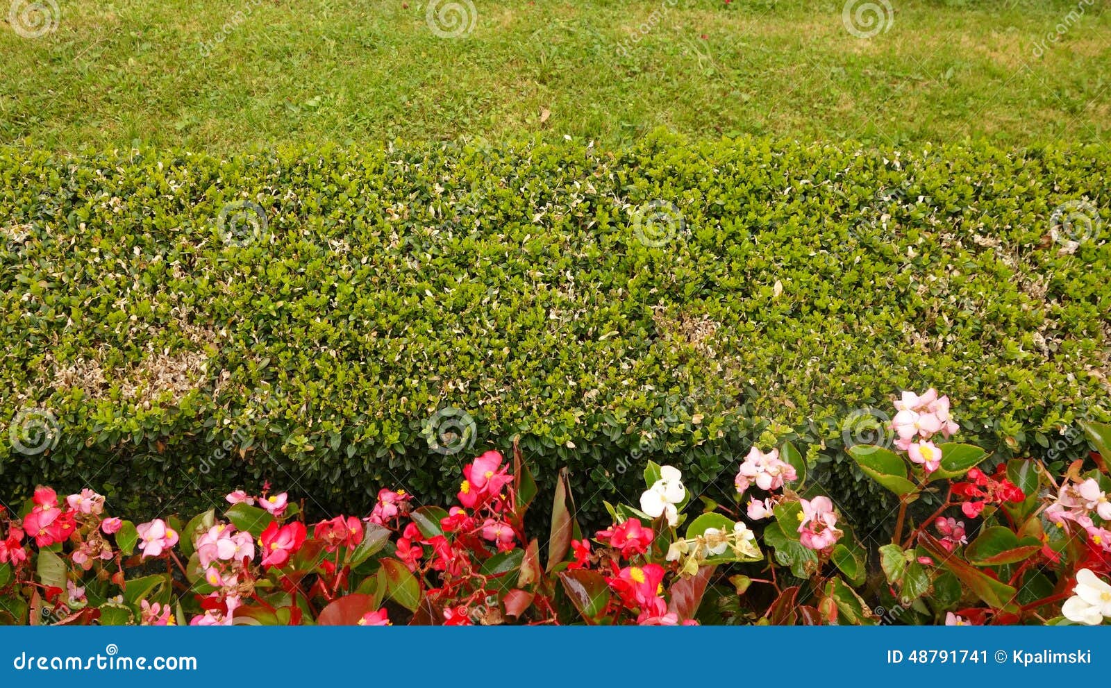 Yard-Fence-Plants Royalty-Free Stock Photo | CartoonDealer.com #87877965