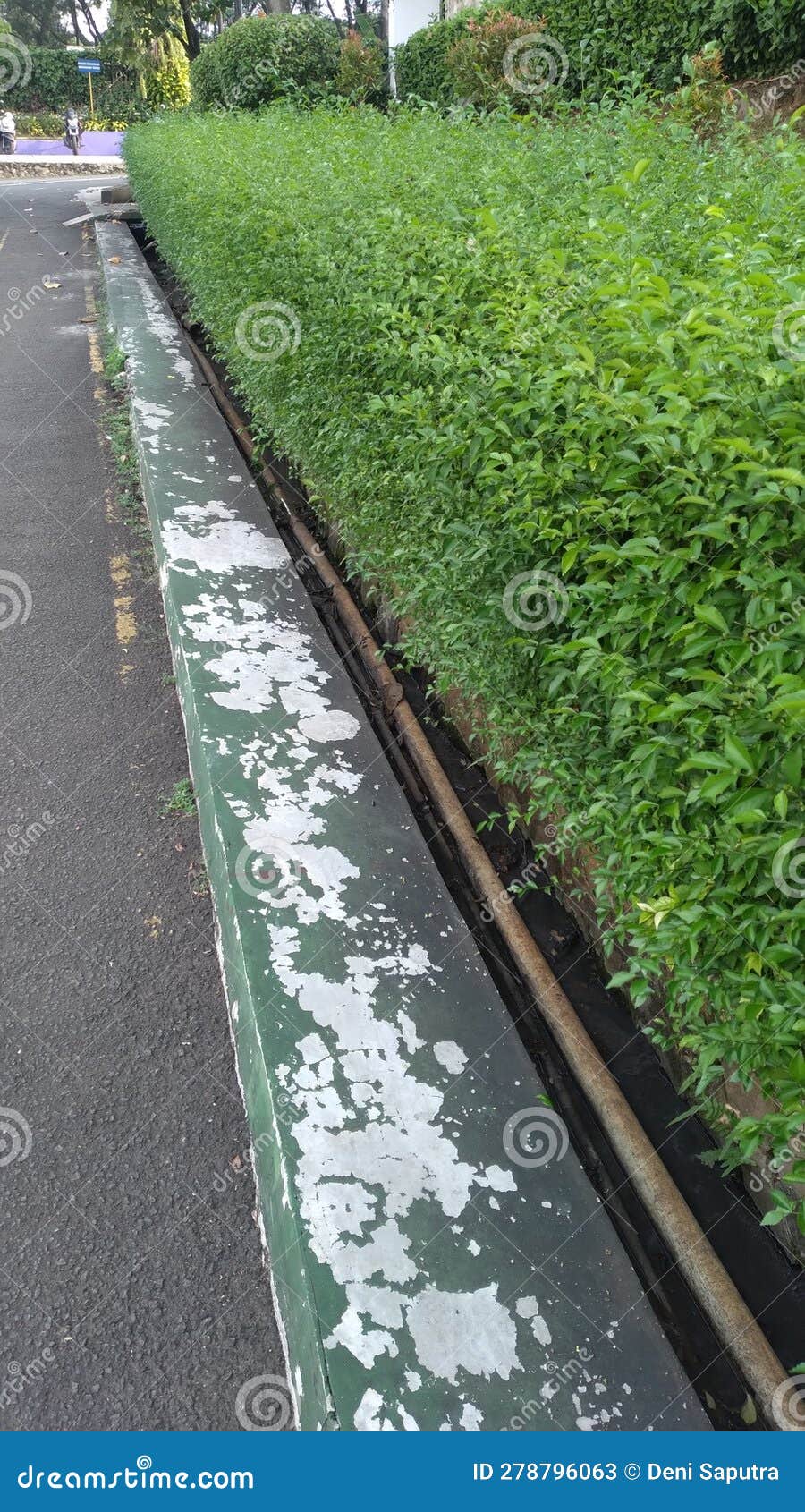 Green Hedges on the Side of the Road Stock Image - Image of side ...