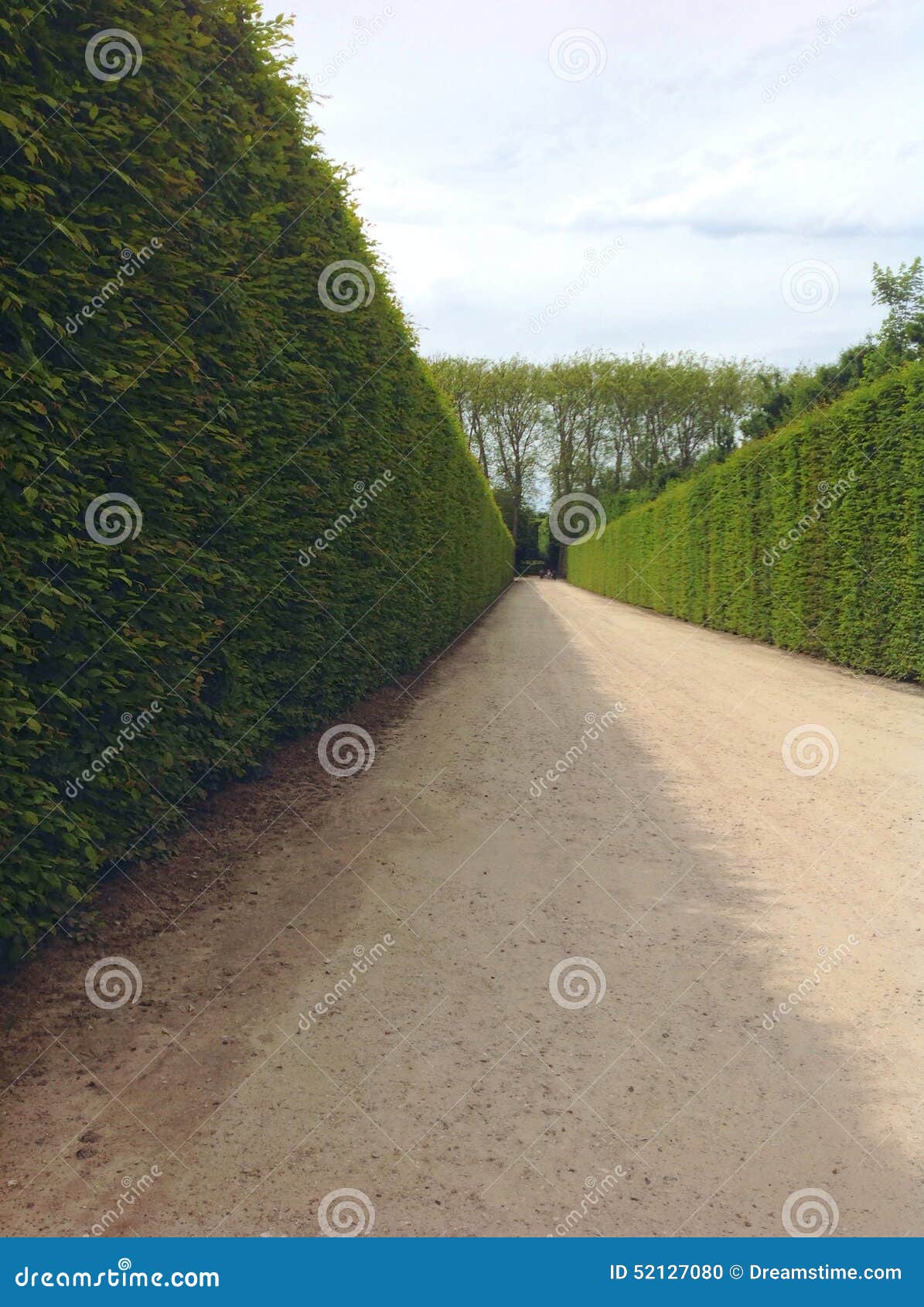 Green hedges editorial image. Image of path, hedges, green - 52127080