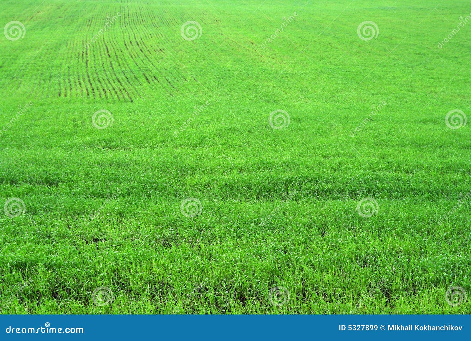 Green herb grass field stock image. Image of agriculture - 5327899