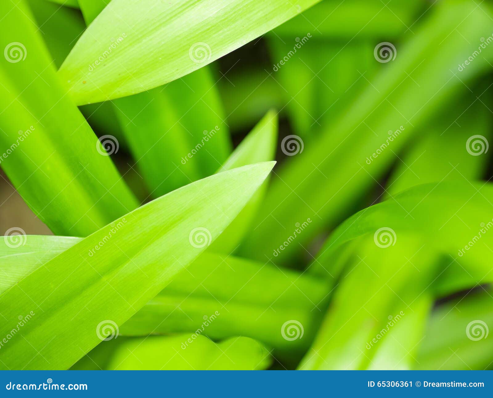 Green-herb long-leaves stock image. Image of healthy - 65306361