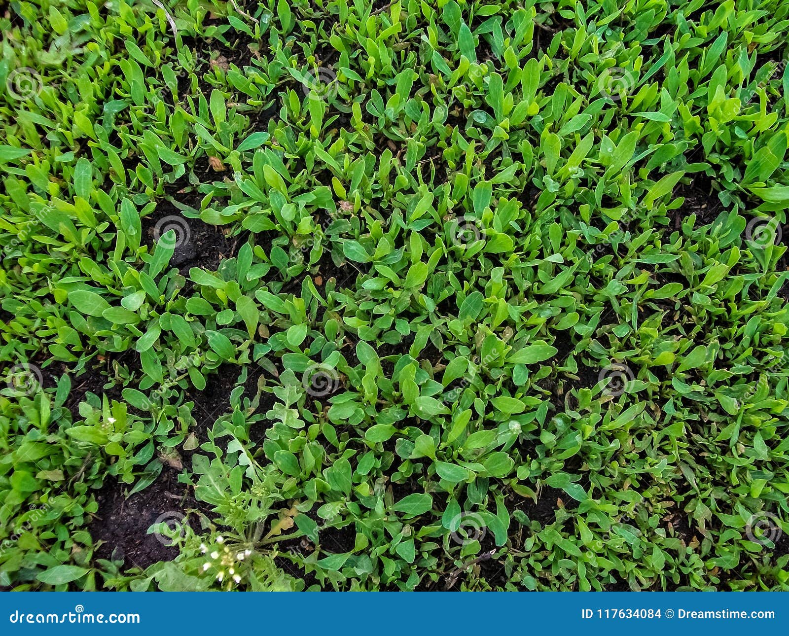 Green Herbage from Above. almost Close Up Stock Photo - Image of field ...