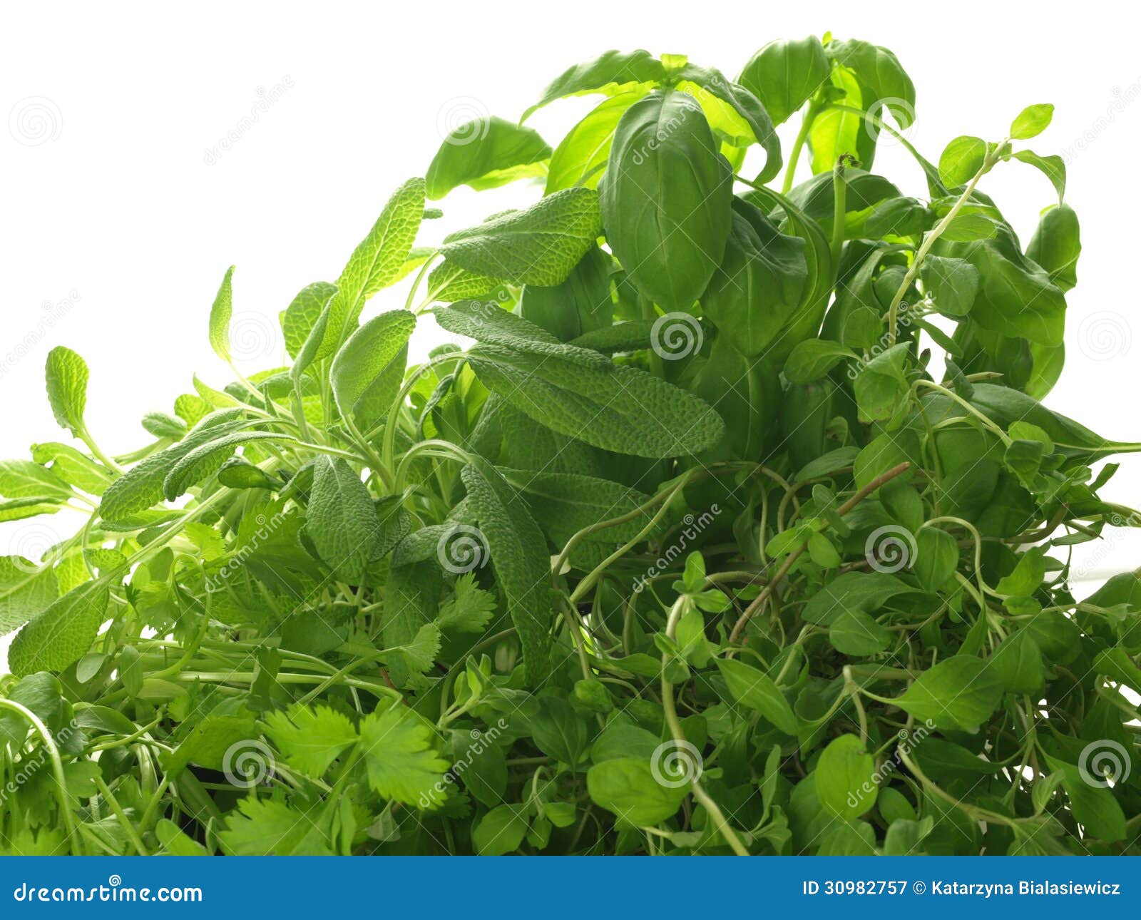 Green herbs stock image. Image of diet, aromatic, leaf - 30982757