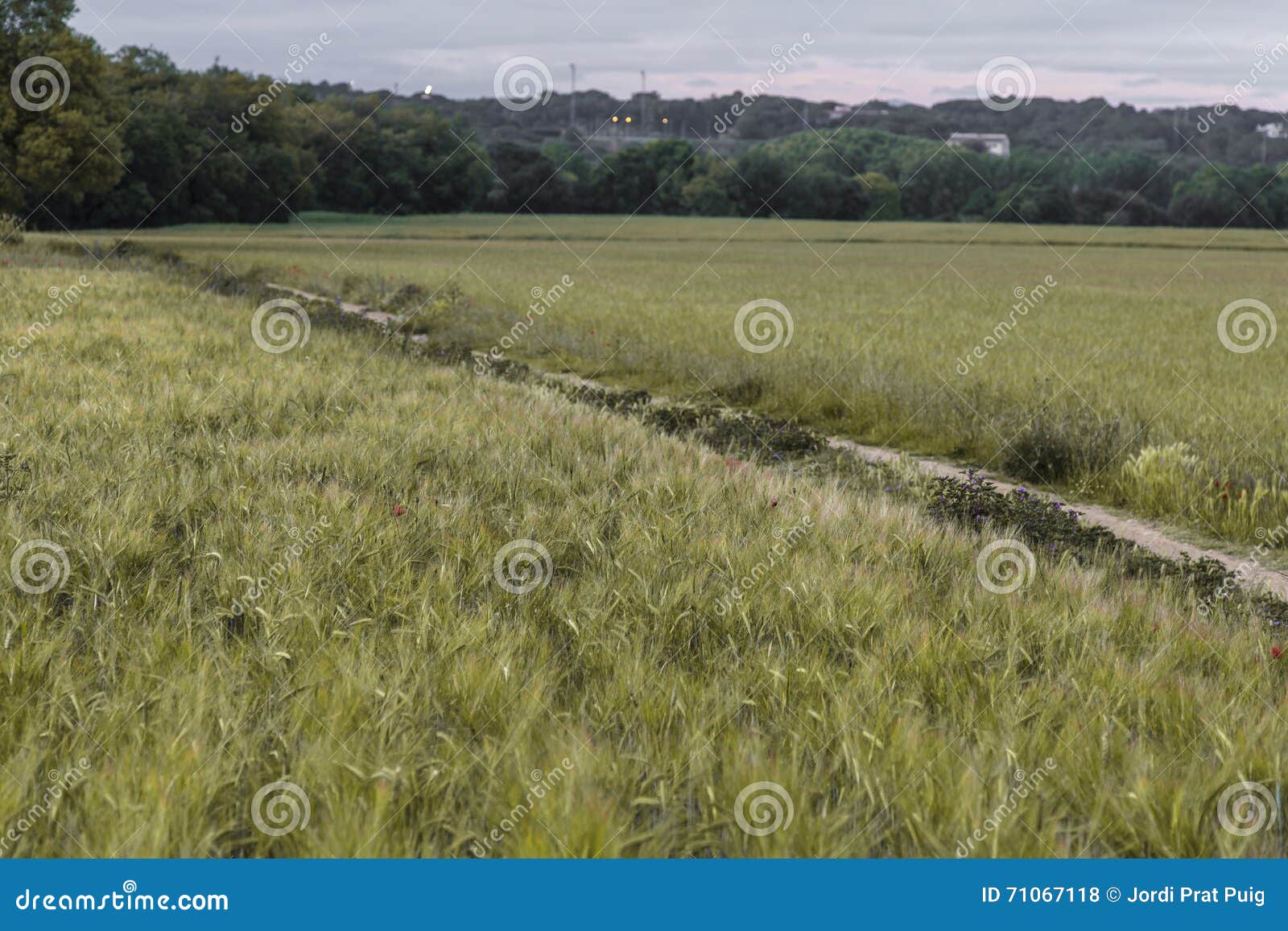 Green Herbs Field with Diagonal Path Way on a Nature Landscape Stock ...