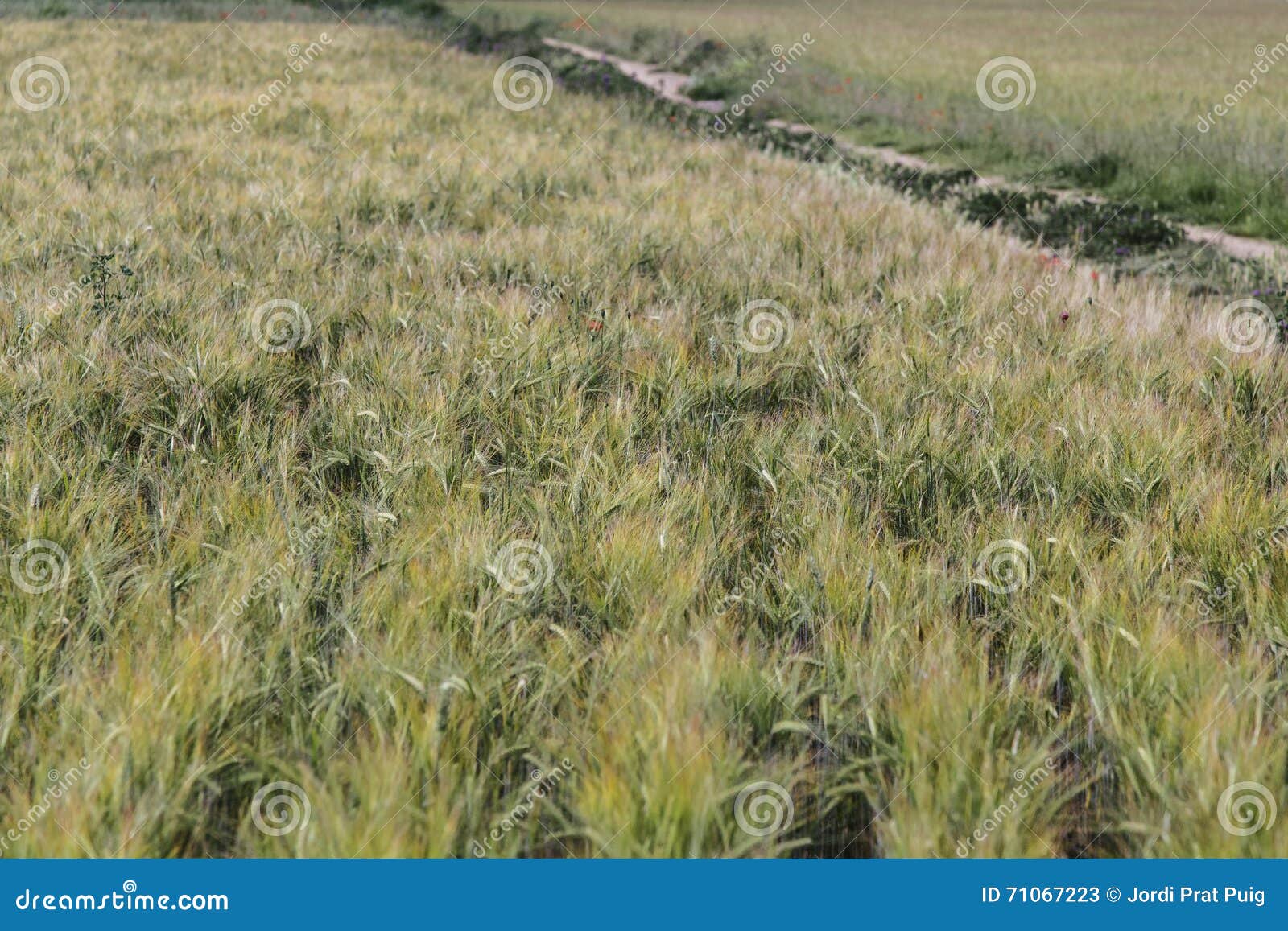 Green Herbs Field with Diagonal Path Way on a Nature Landscape Stock ...