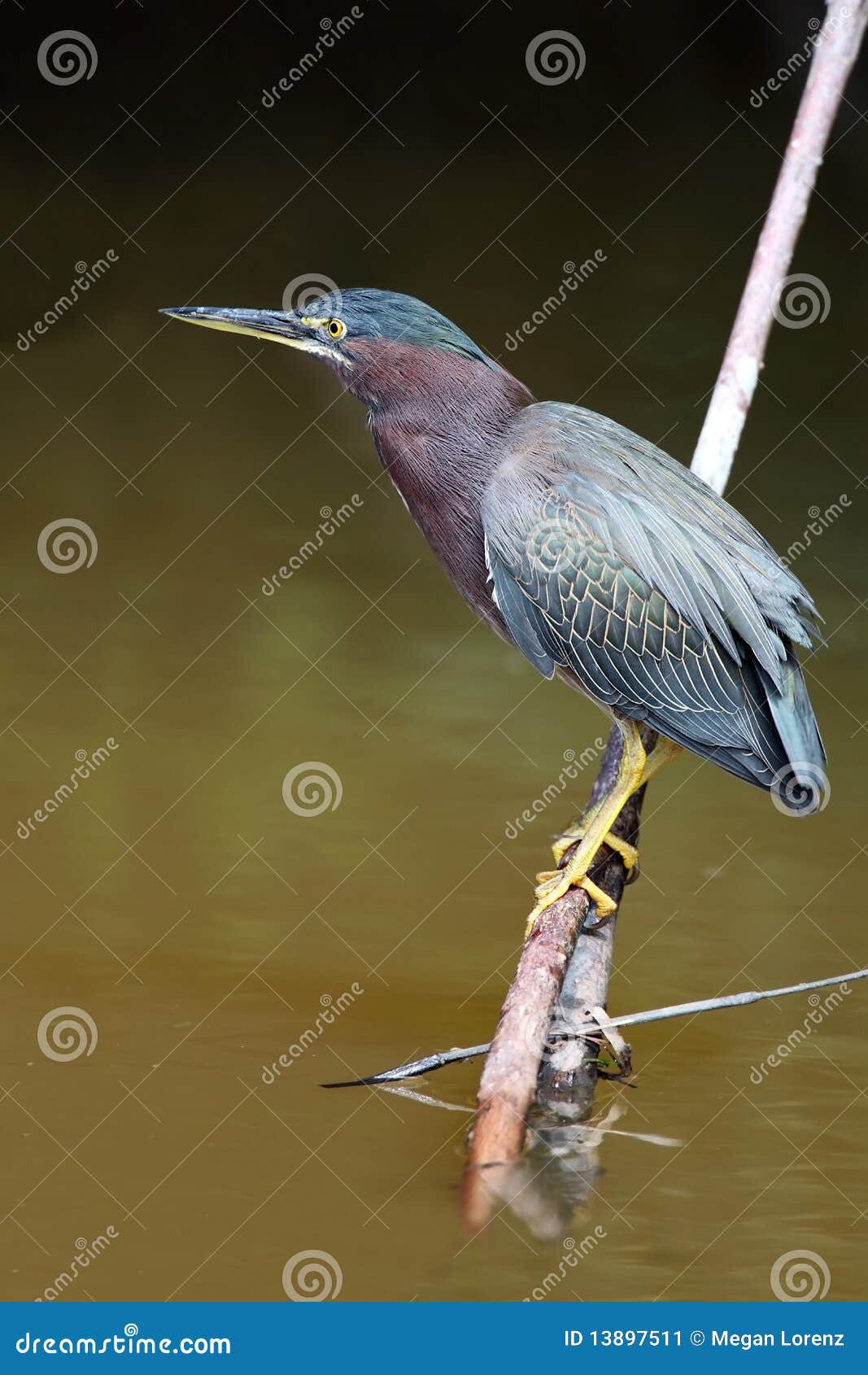Green Heron stock image. Image of curious, animals, bird - 13897511