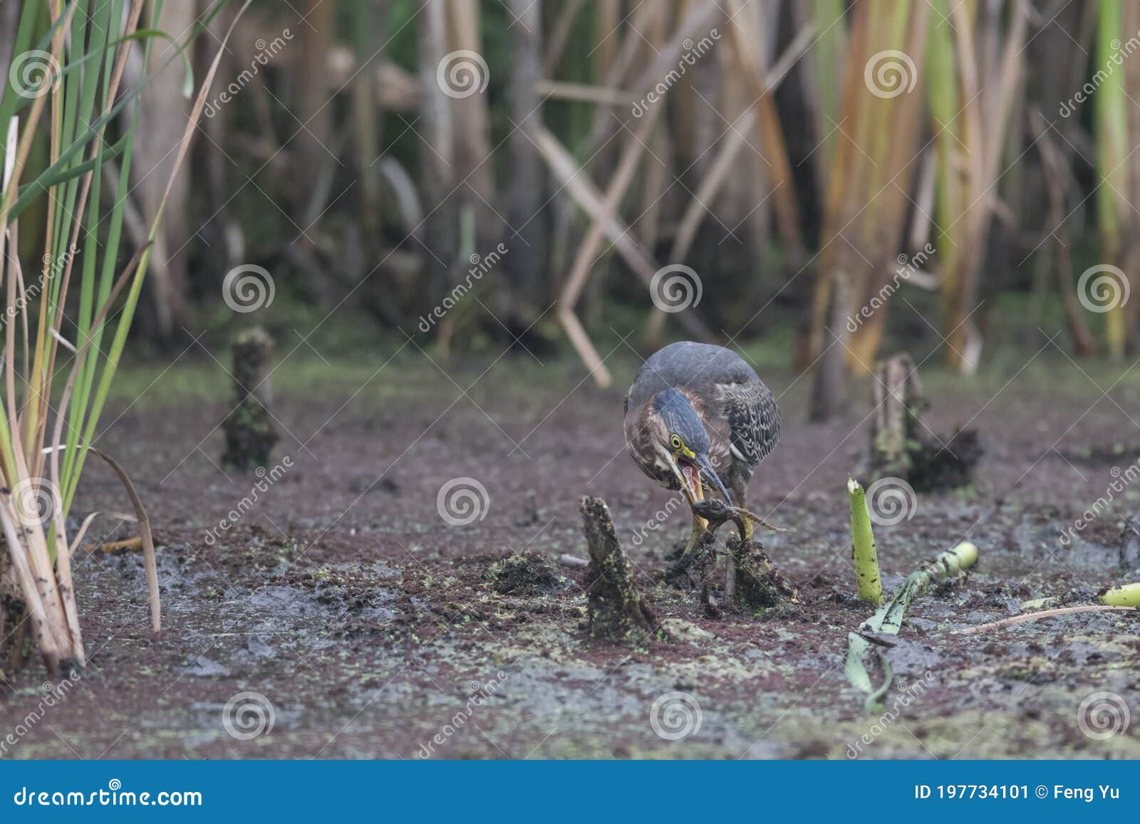 Green heron bird stock image. Image of wildlife, pond - 197734101