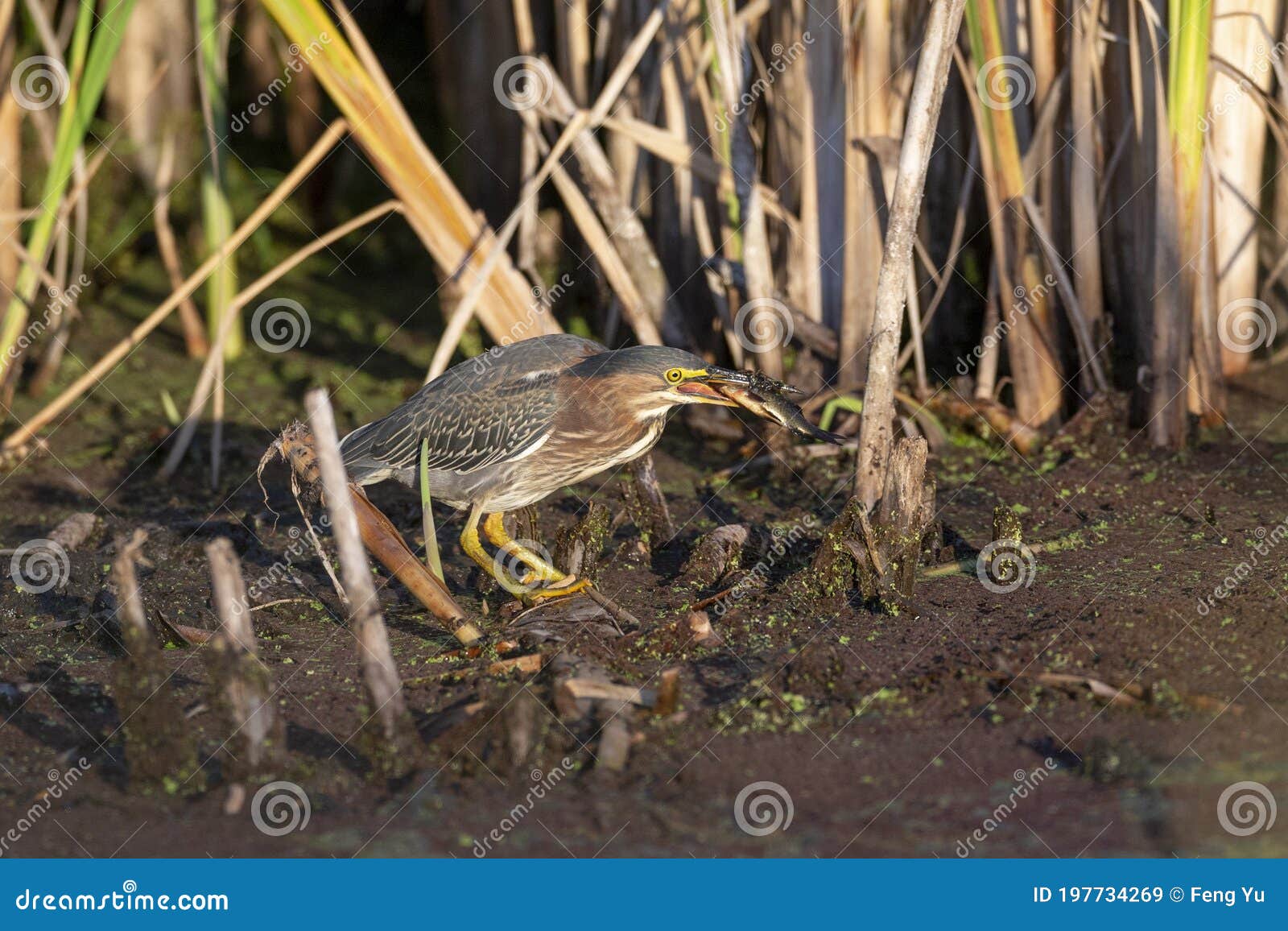 Green heron bird stock image. Image of north, columbia - 197734269