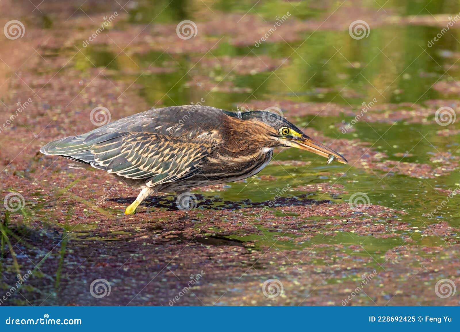 Green heron bird stock image. Image of green, american - 228692425