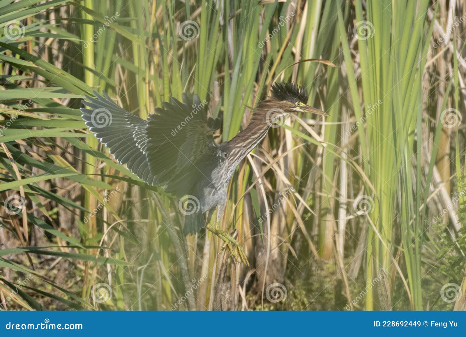 Green heron bird stock image. Image of bird, wildlife - 228692449