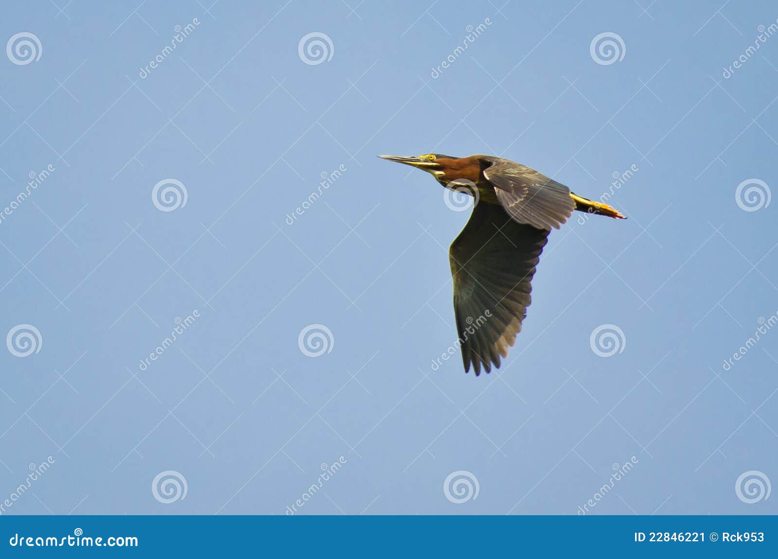 Green Heron in Flight stock image. Image of white, wing - 22846221