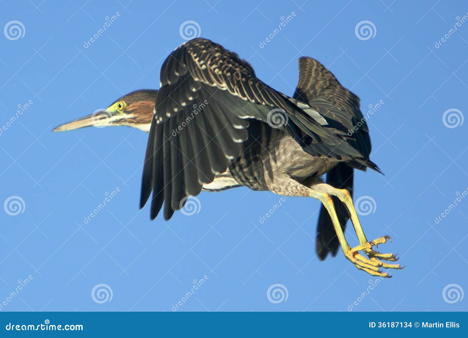 Green Heron in Flight stock photo. Image of reservoir - 36187134