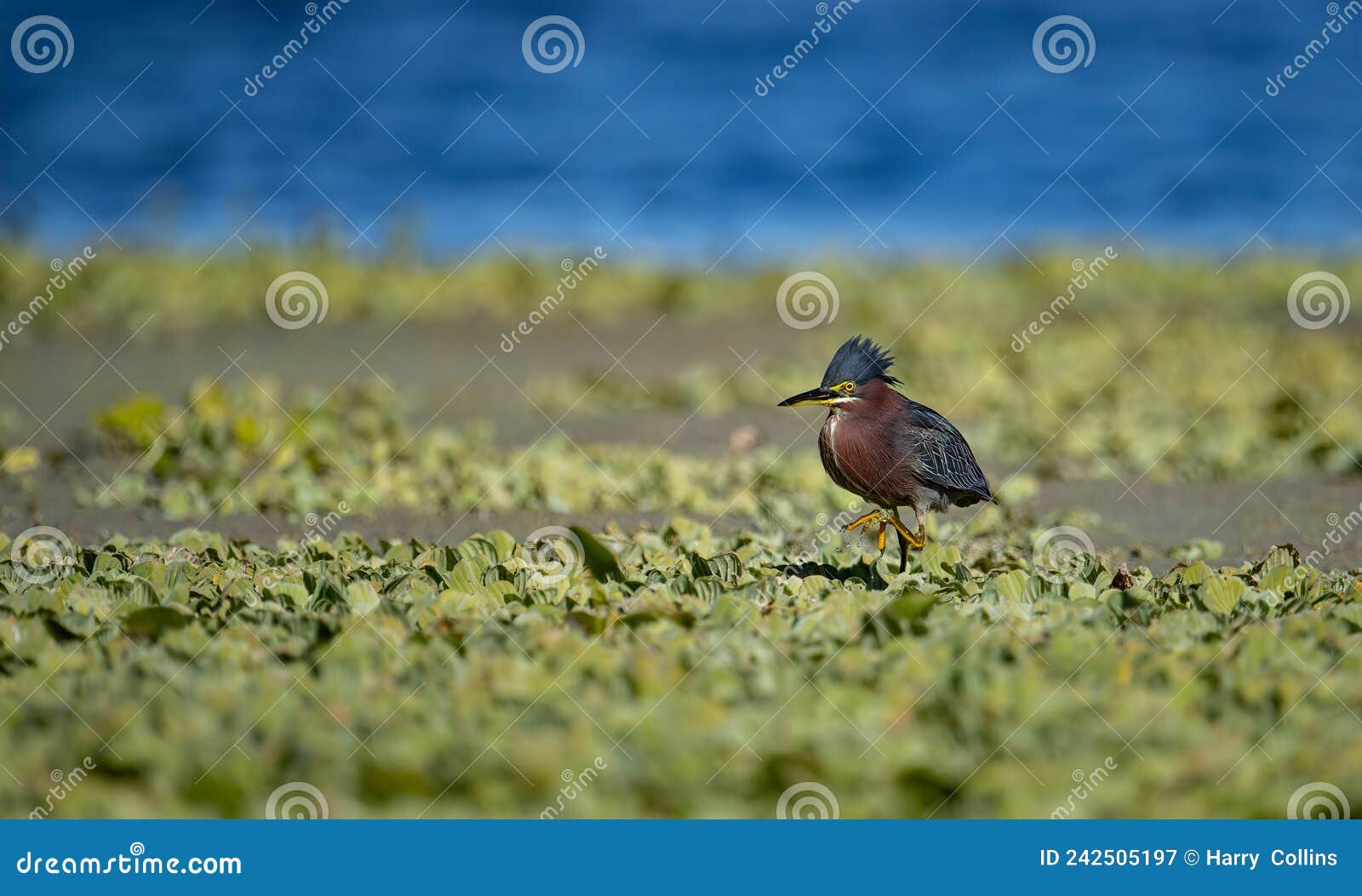 A Green Heron in Florida stock image. Image of beach - 242505197