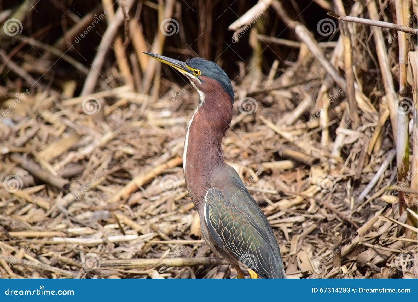 Green Heron Neck Extended stock image. Image of green - 67314283