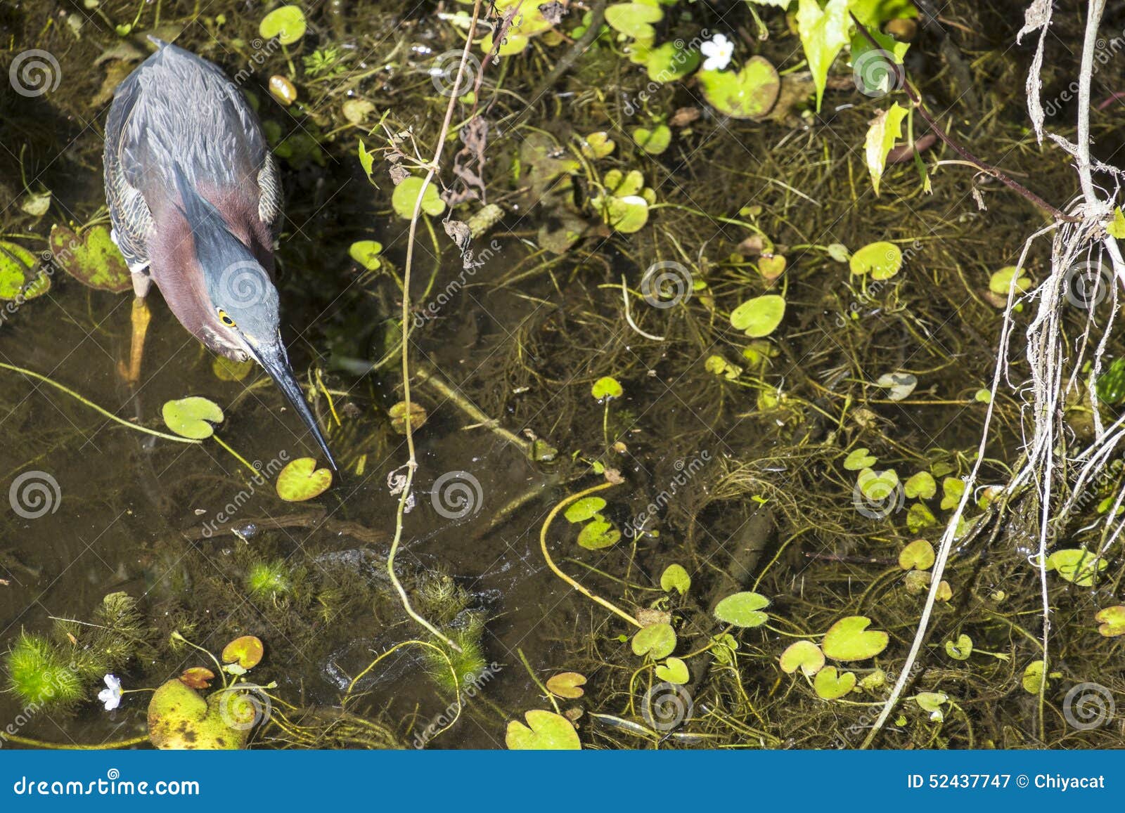 Stalking Alligator Moving Through The Swamp And Bayou Royalty-Free ...