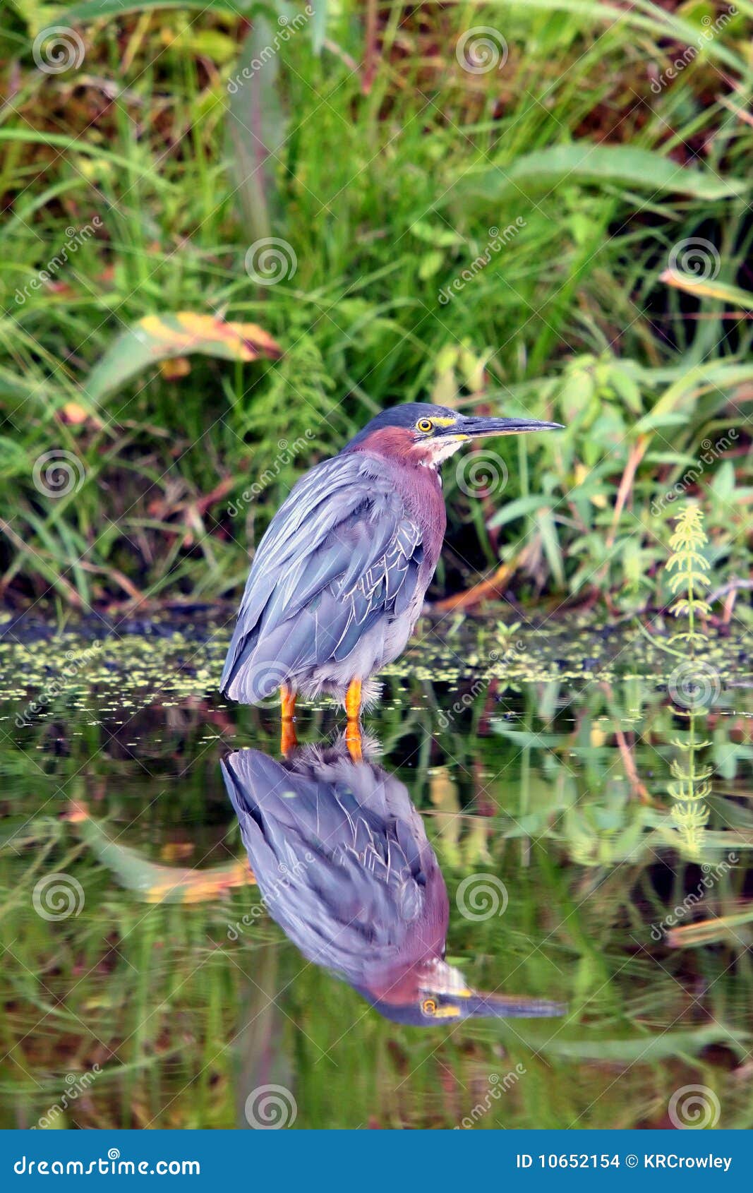Green Heron in Still Water stock photo. Image of environment - 10652154
