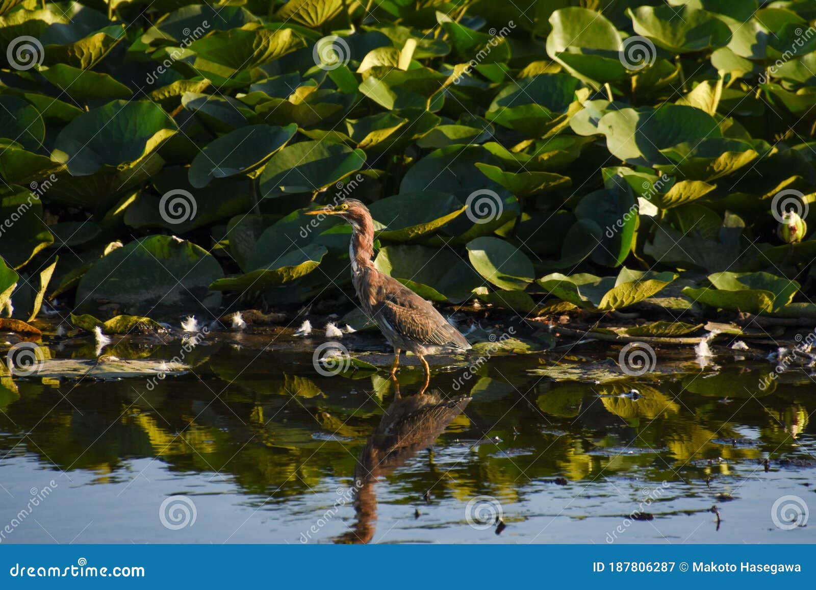 Green Heron Stretching Its Neck. Stock Image - Image of fowl, animal ...