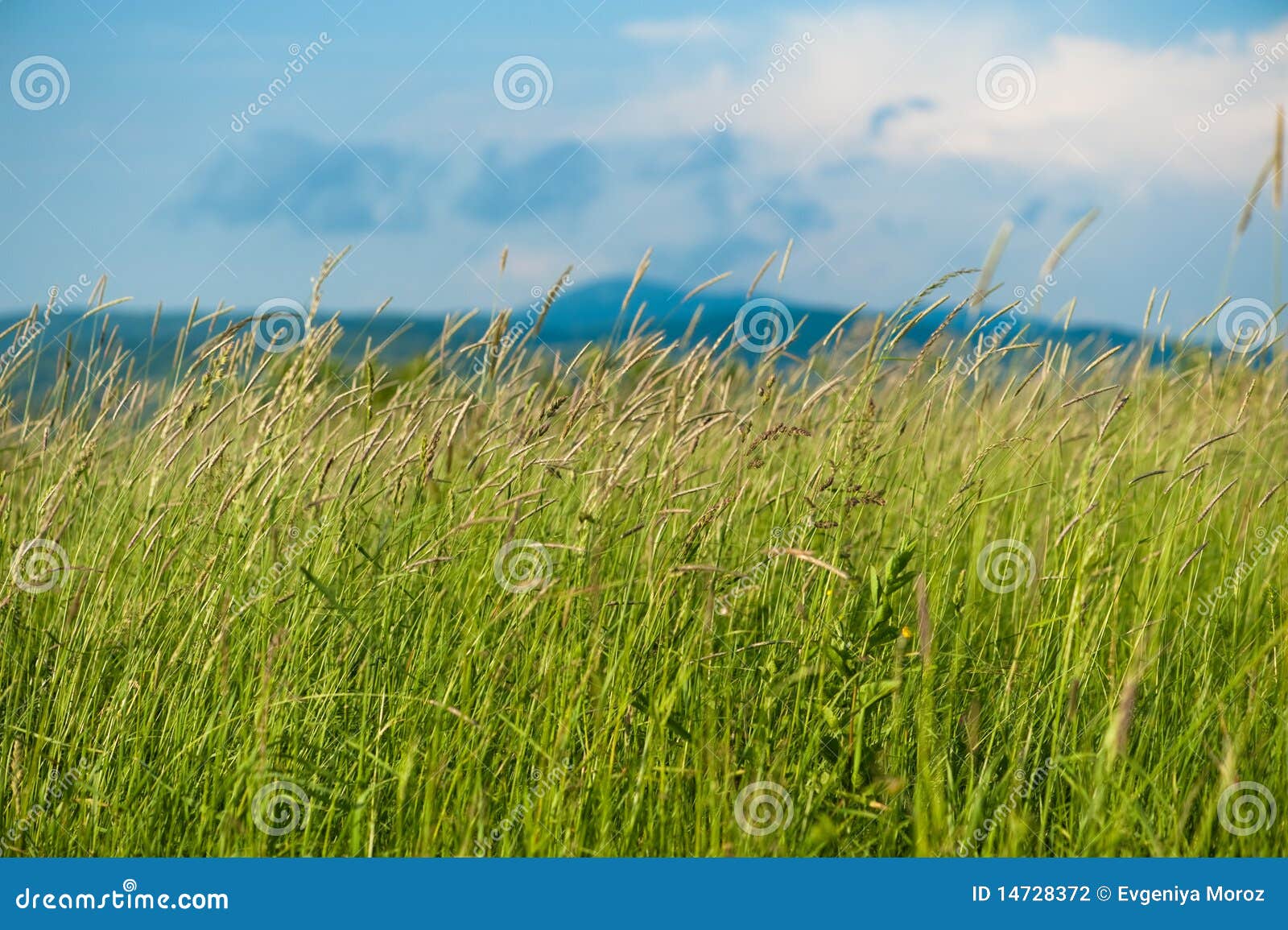 Green high grass stock photo. Image of summer, horizontal - 14728372