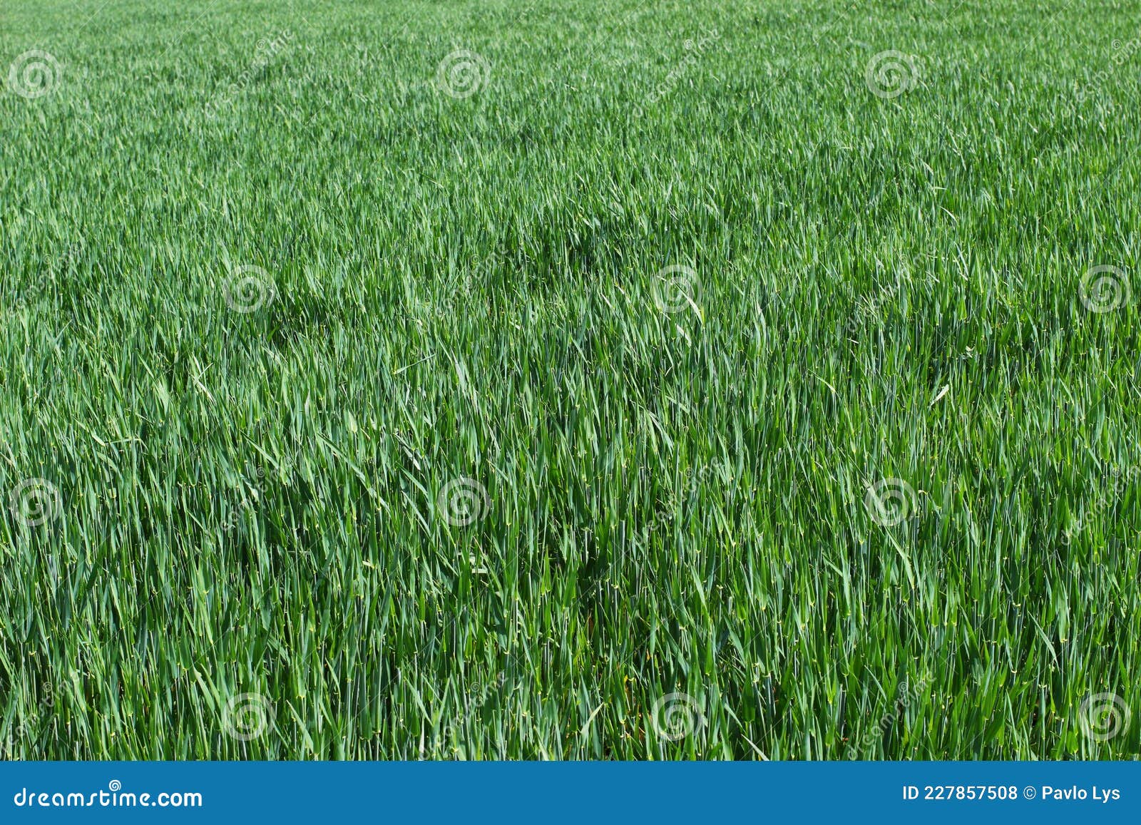 Green High Grass Grows on the Field Stock Photo - Image of abstract ...