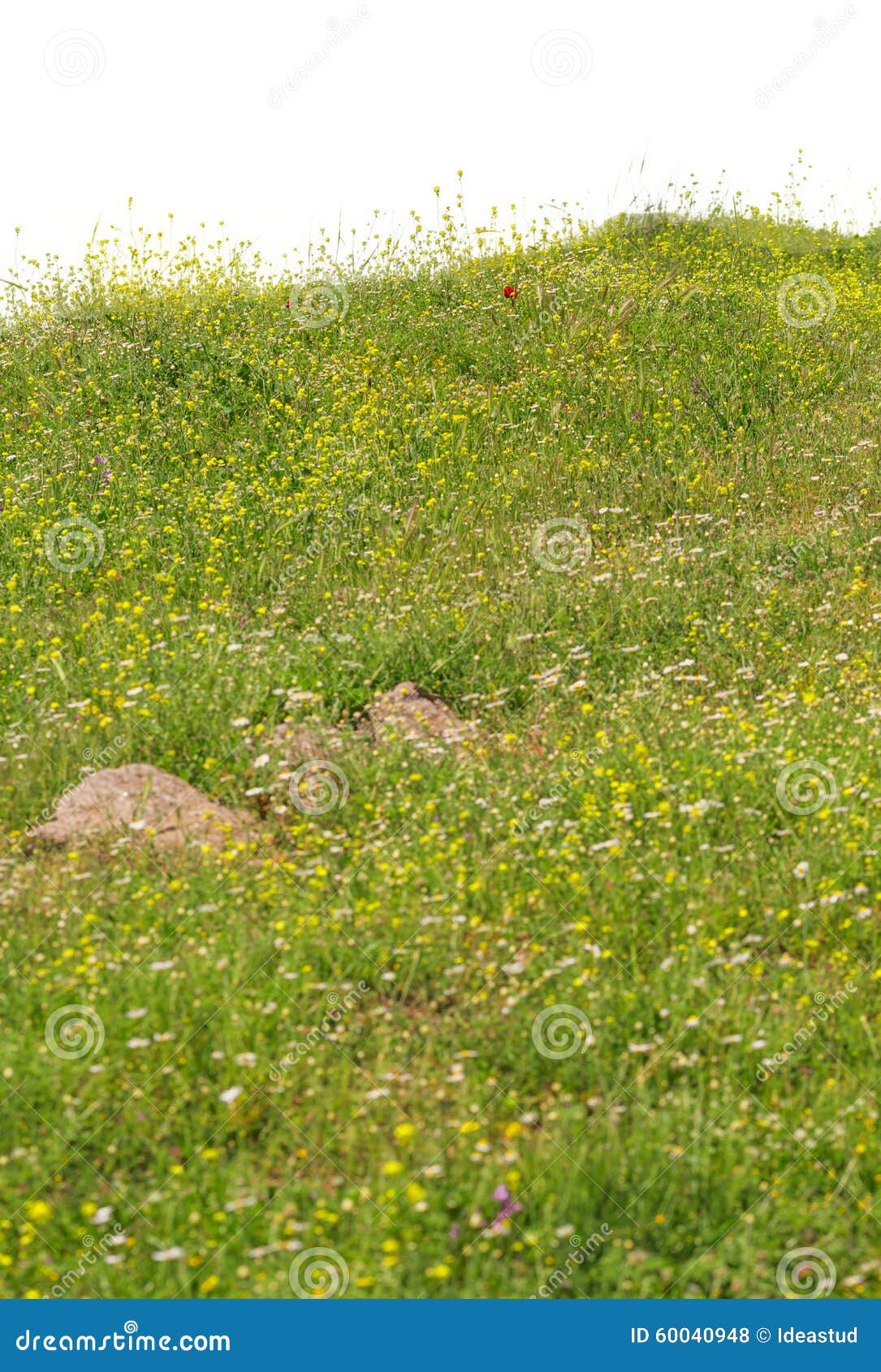 Green hill grass isolated stock photo. Image of green - 60040948