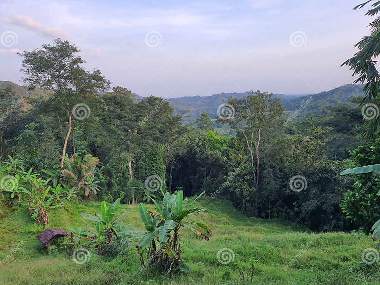 Green Hill in the Middle of a Forest in Central Java Stock Photo ...