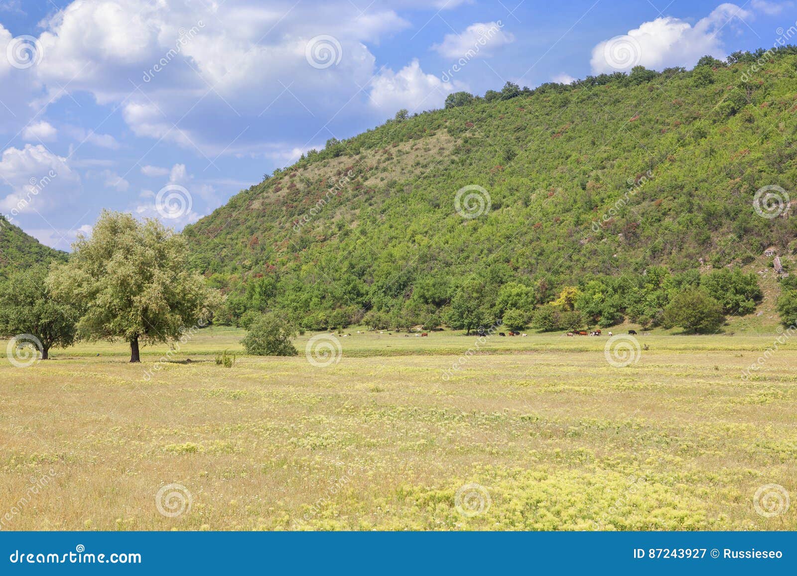 Green hill scenery stock image. Image of natural, grass - 87243927