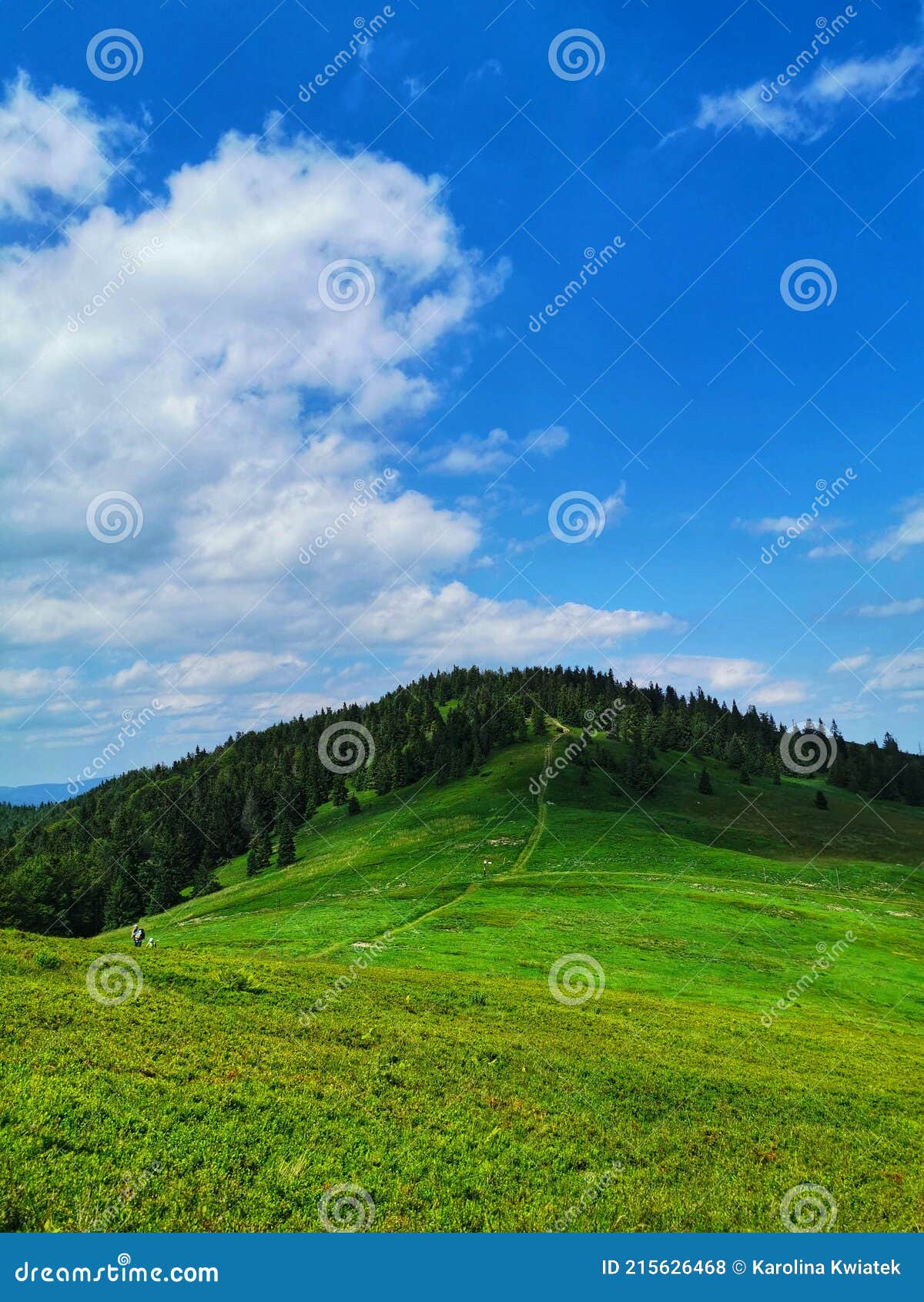 Green Hill with trees stock photo. Image of trees, prairie - 215626468
