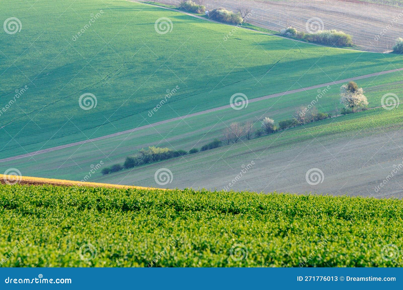 Green hills in moravia stock image. Image of rural, grain - 271776013