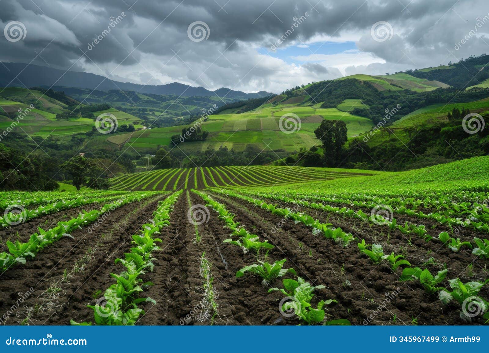 Green Hills and Rows of Crops Under a Cloudy Sky Stock Illustration ...