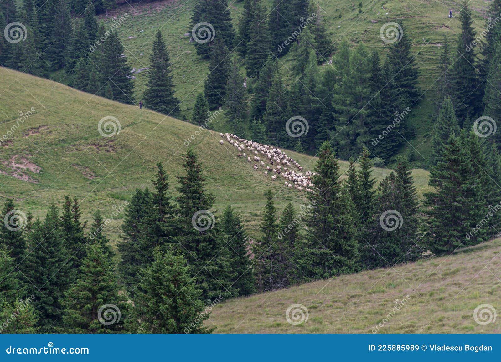 Green Hills and Trees stock image. Image of view, journey - 225885989