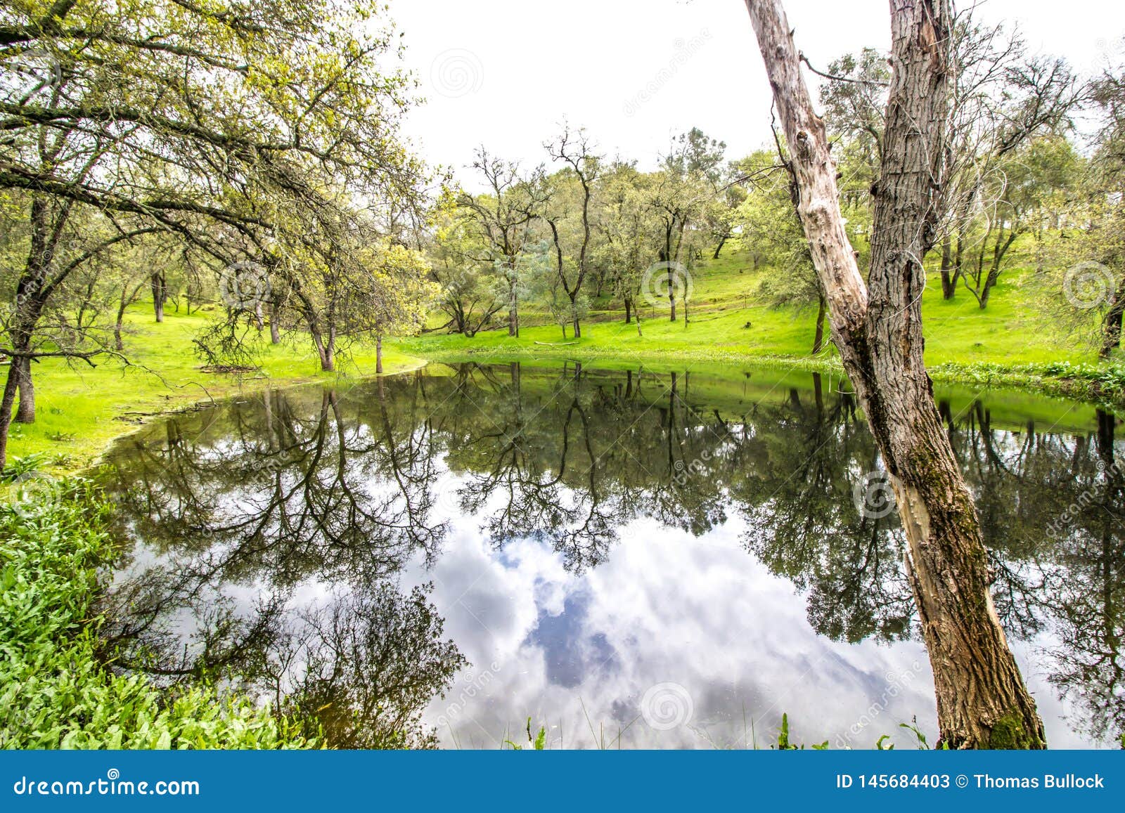 Country Pond Stock Image | CartoonDealer.com #454111