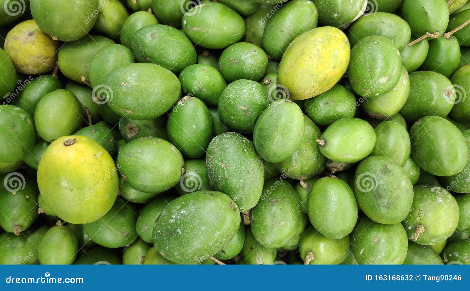 Green hog plum fruit stock photo. Image of tasty, tropical - 163168632