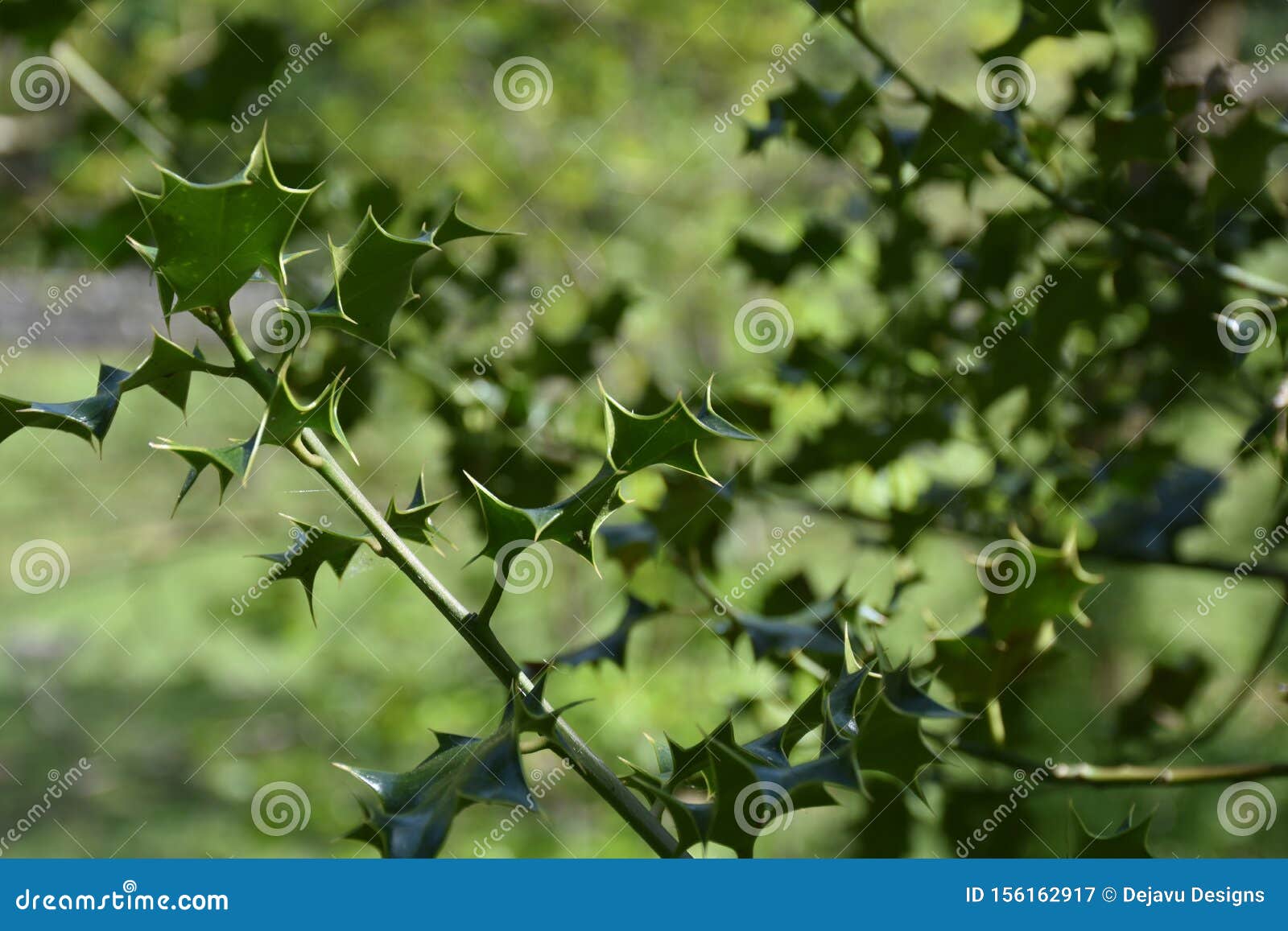 Green Holly Bush with Sharp Spinery Leaves Stock Image - Image of ...