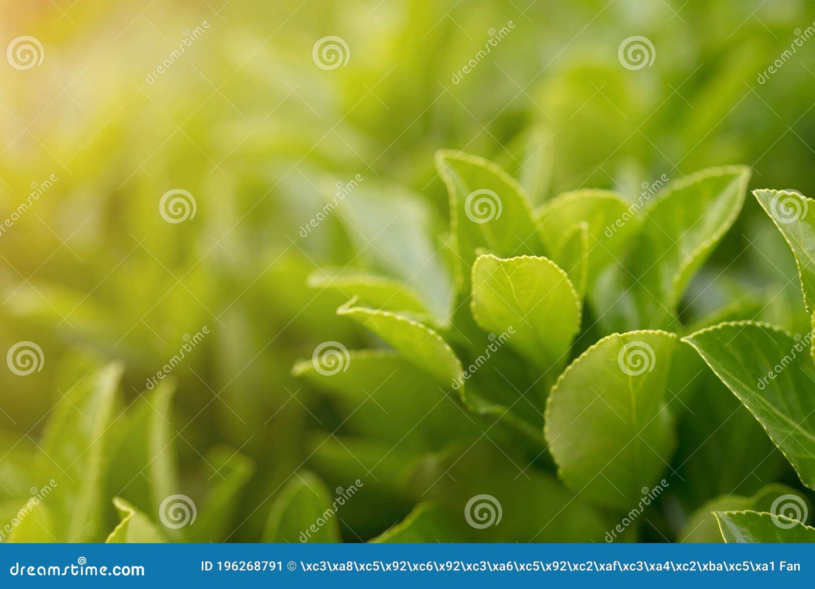 Green Holly Plant in Spring Stock Image - Image of blank, green: 196268791