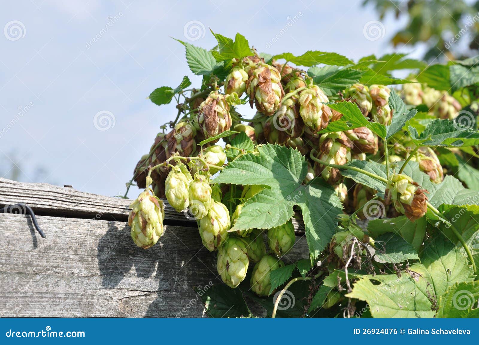 Green hop stock photo. Image of shot, gray, beer, green - 26924076