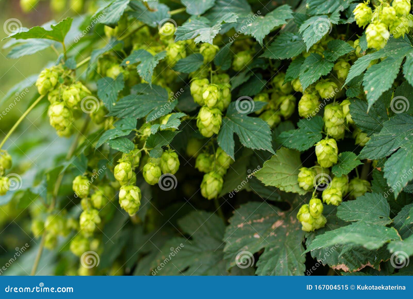 Green Hop Bush Grows in the Garden Stock Image - Image of humulus ...