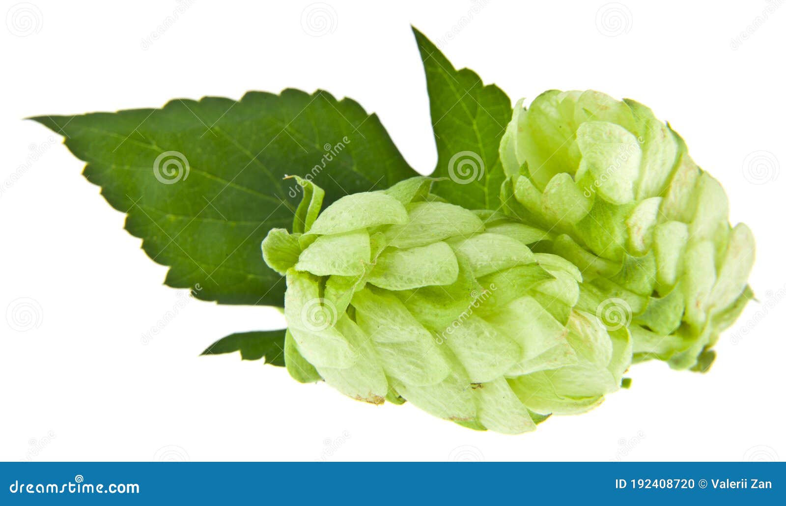 Green Hop Isolated on White Background Stock Photo - Image of creeper ...